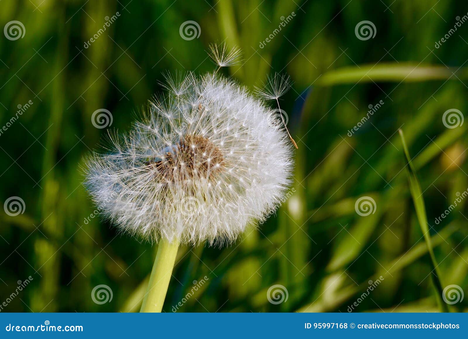 Dandelion Seed Pod Picture. Image: 95997168