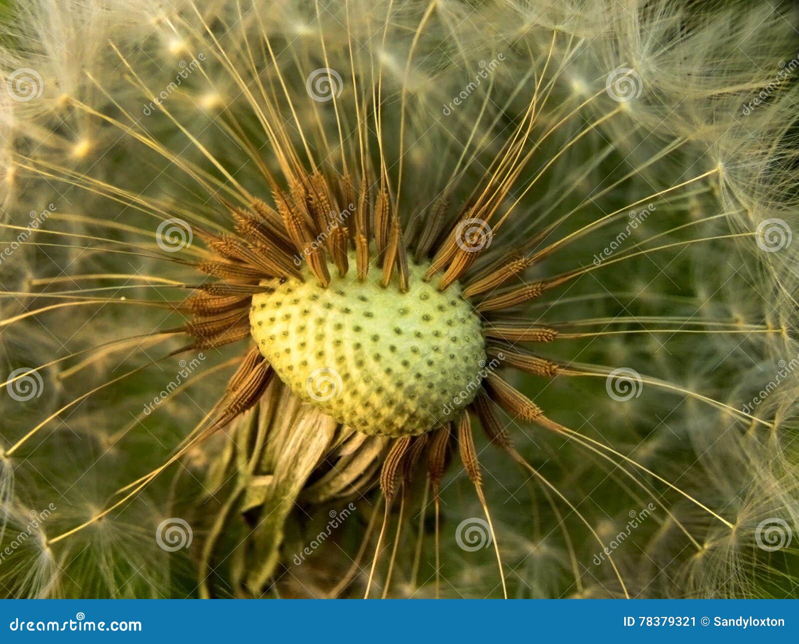 Dandelion seed pod stock image. Image of flower, southern - 78379321