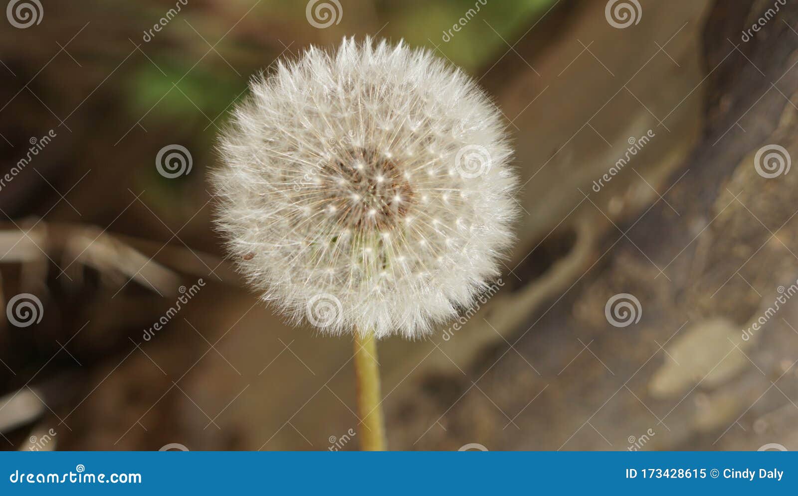Dandelion seed pod stock image. Image of daylight, sunny - 173428615