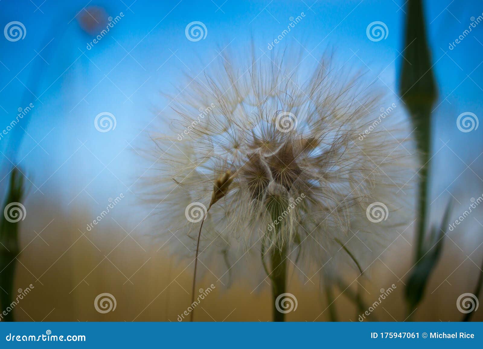 Dandelion Seed Pod Macro Isolated Against Background Stock Image ...