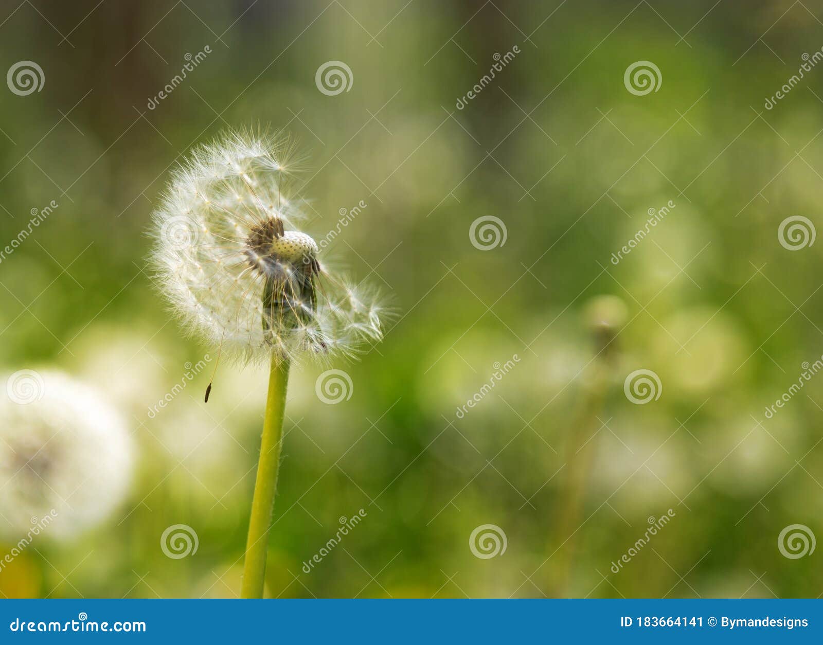 Dandelion Seed Pod in a Natural Background. White Fluffy Dandelions ...