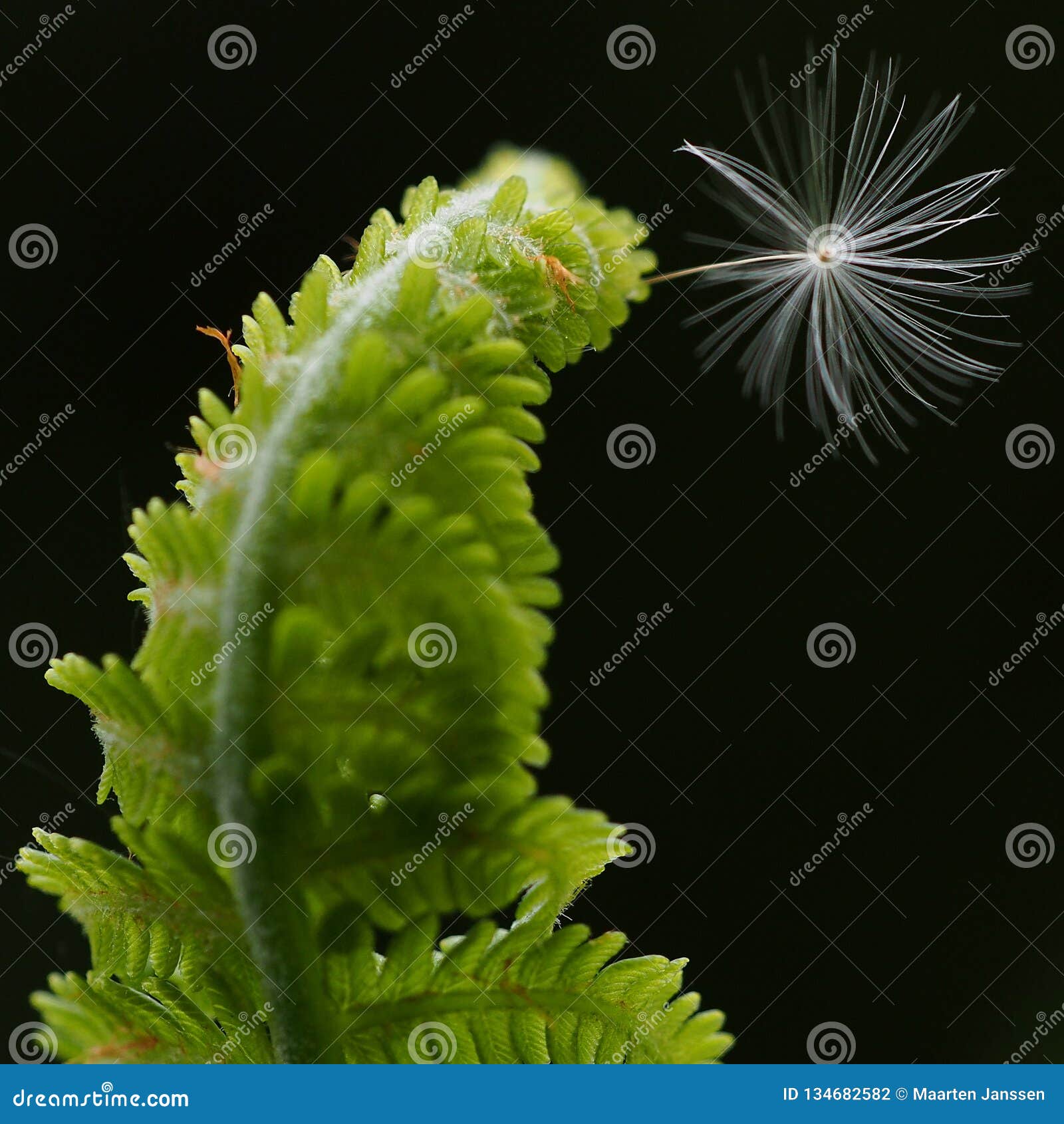 Dandelion seed pod stock photo. Image of green, macrophotography ...