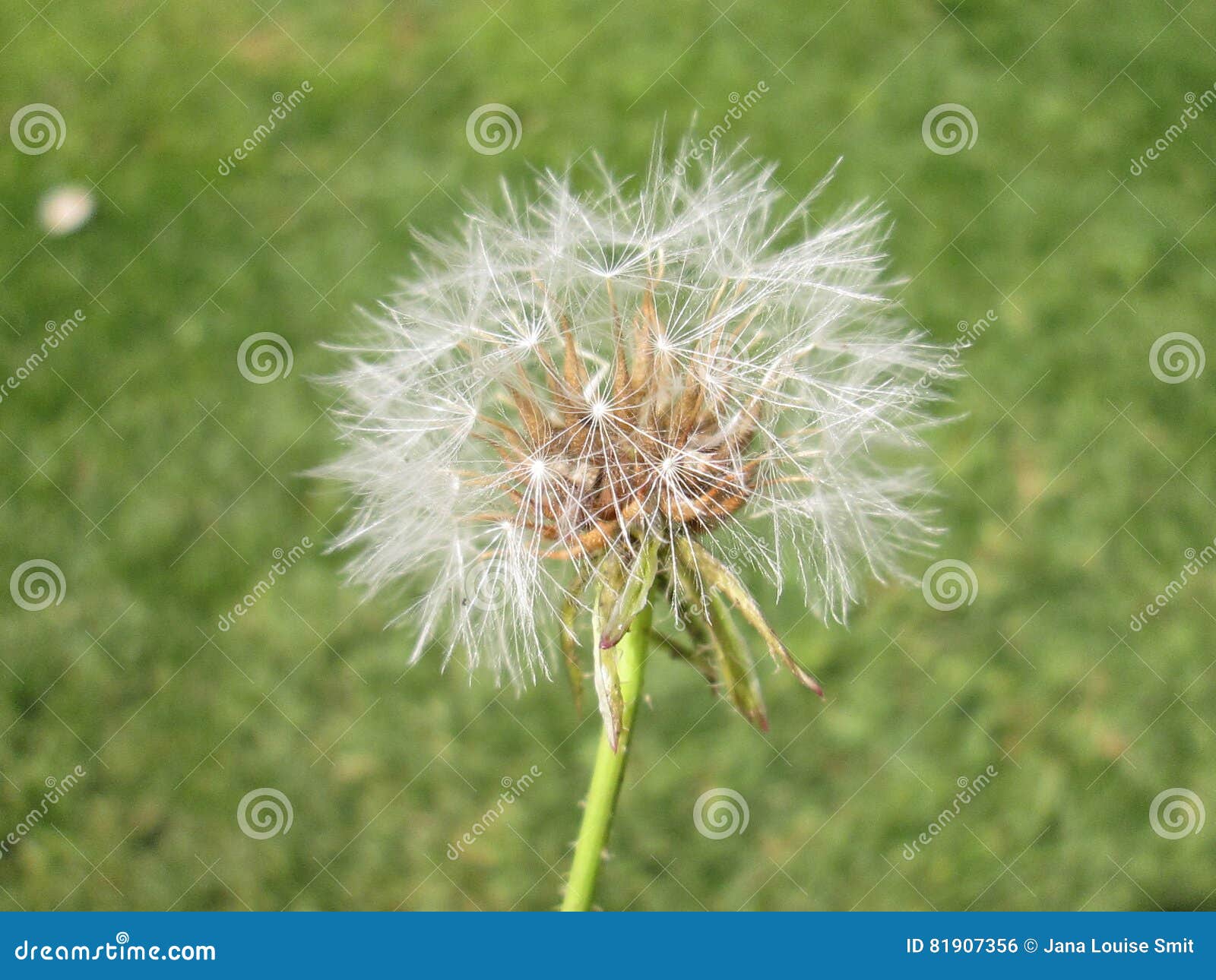 Dandelion Seed Puff. stock photo. Image of plants, edible - 81907356