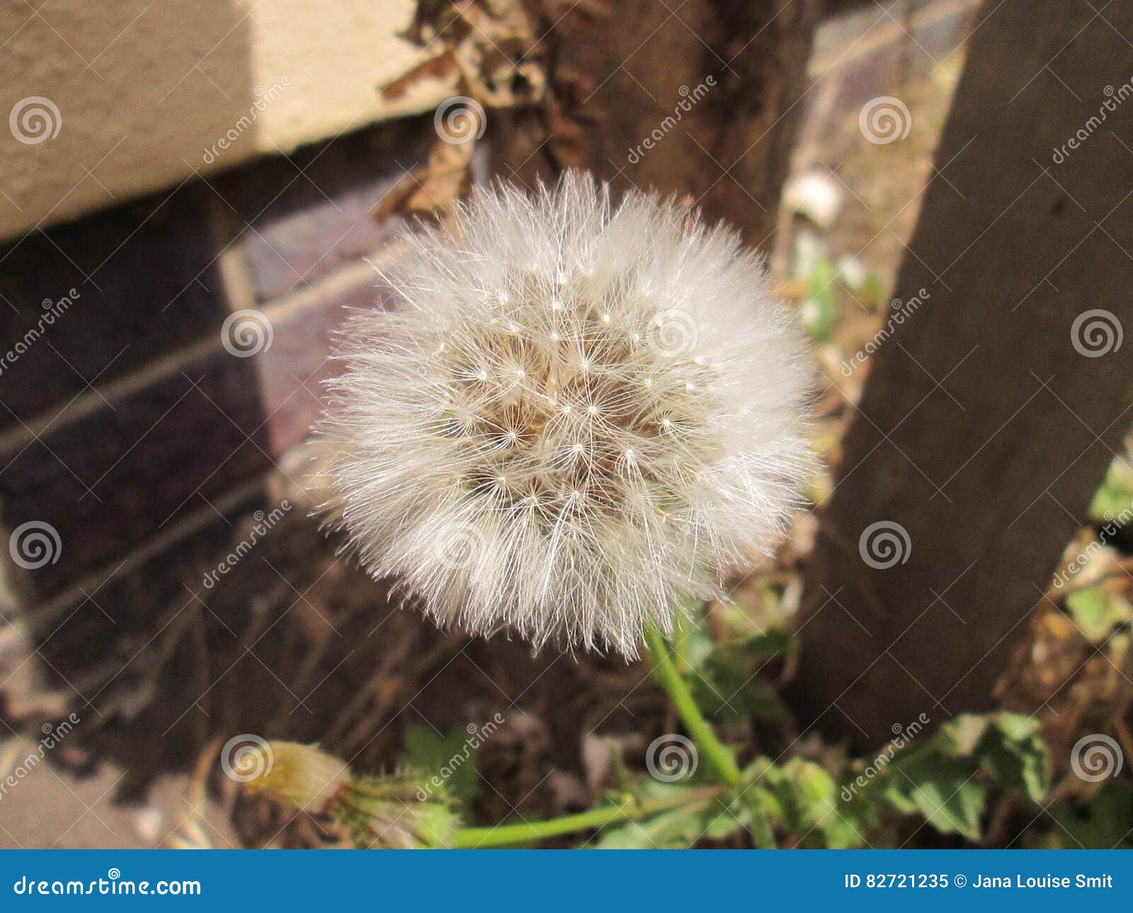 Dandelion Seed Puff. stock image. Image of asteraceae - 82721235