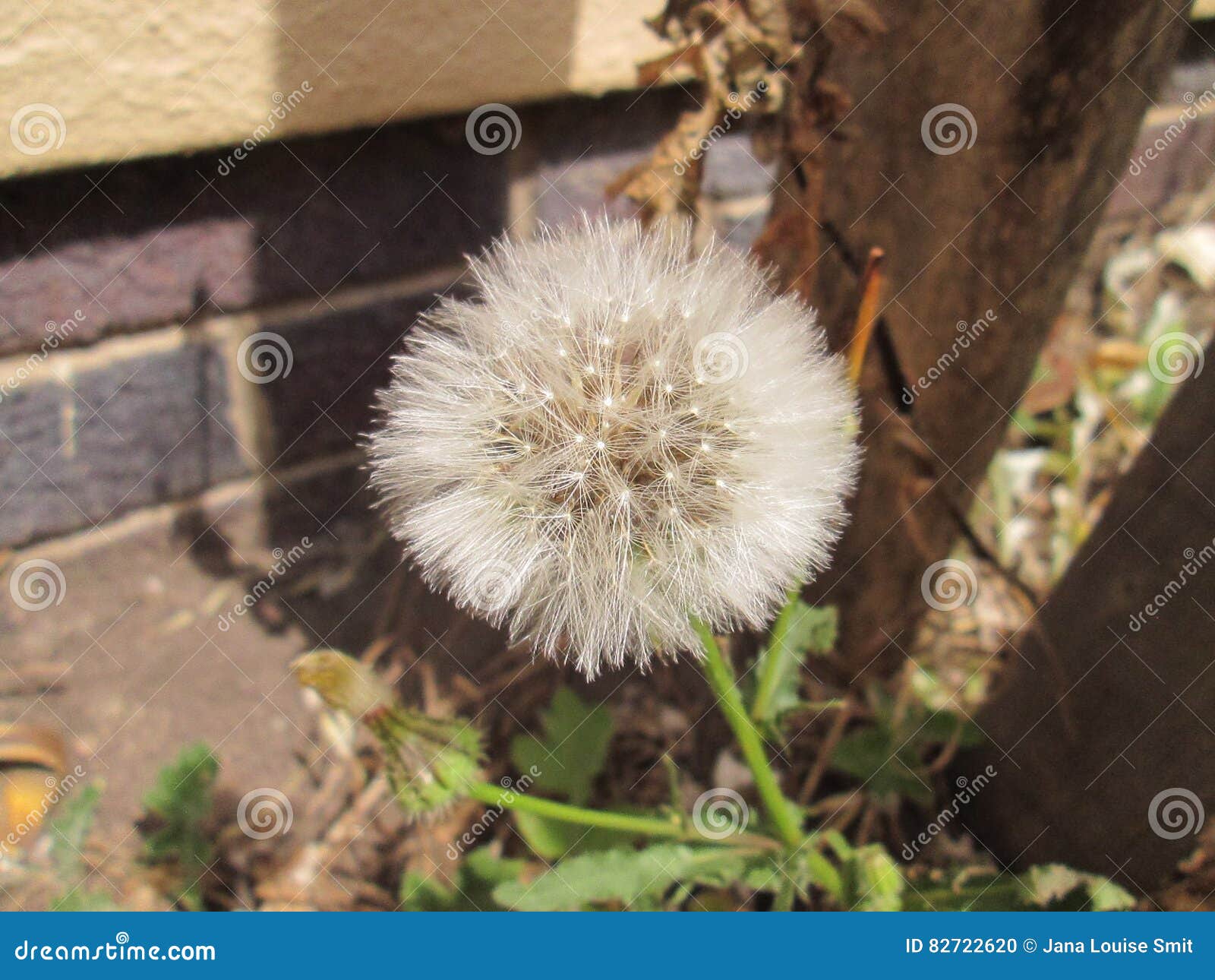 Dandelion Seed Puff. stock photo. Image of white, puff - 82722620