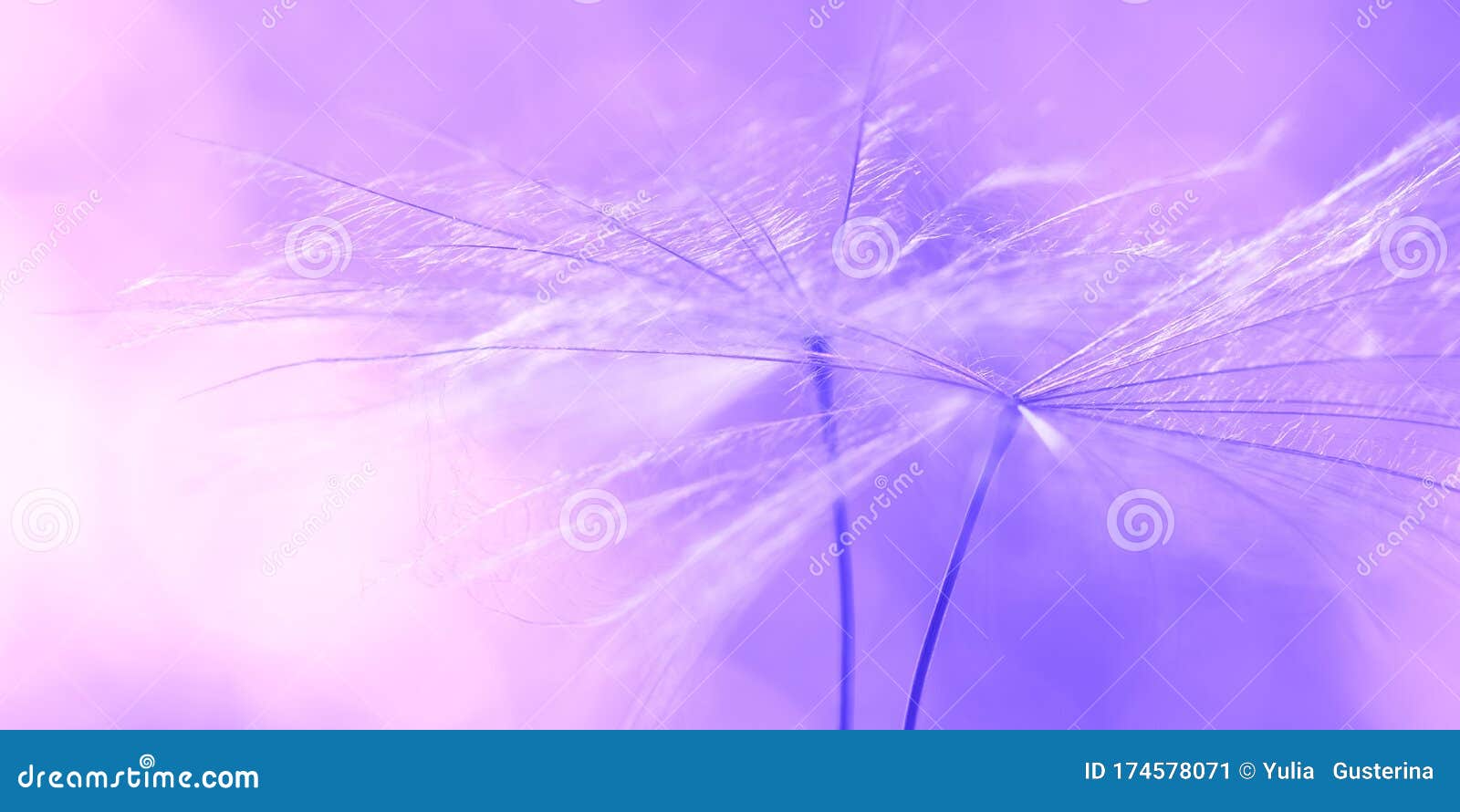 Dandelion Seed on a Purple-pink Background, Border. Beautiful Spring ...
