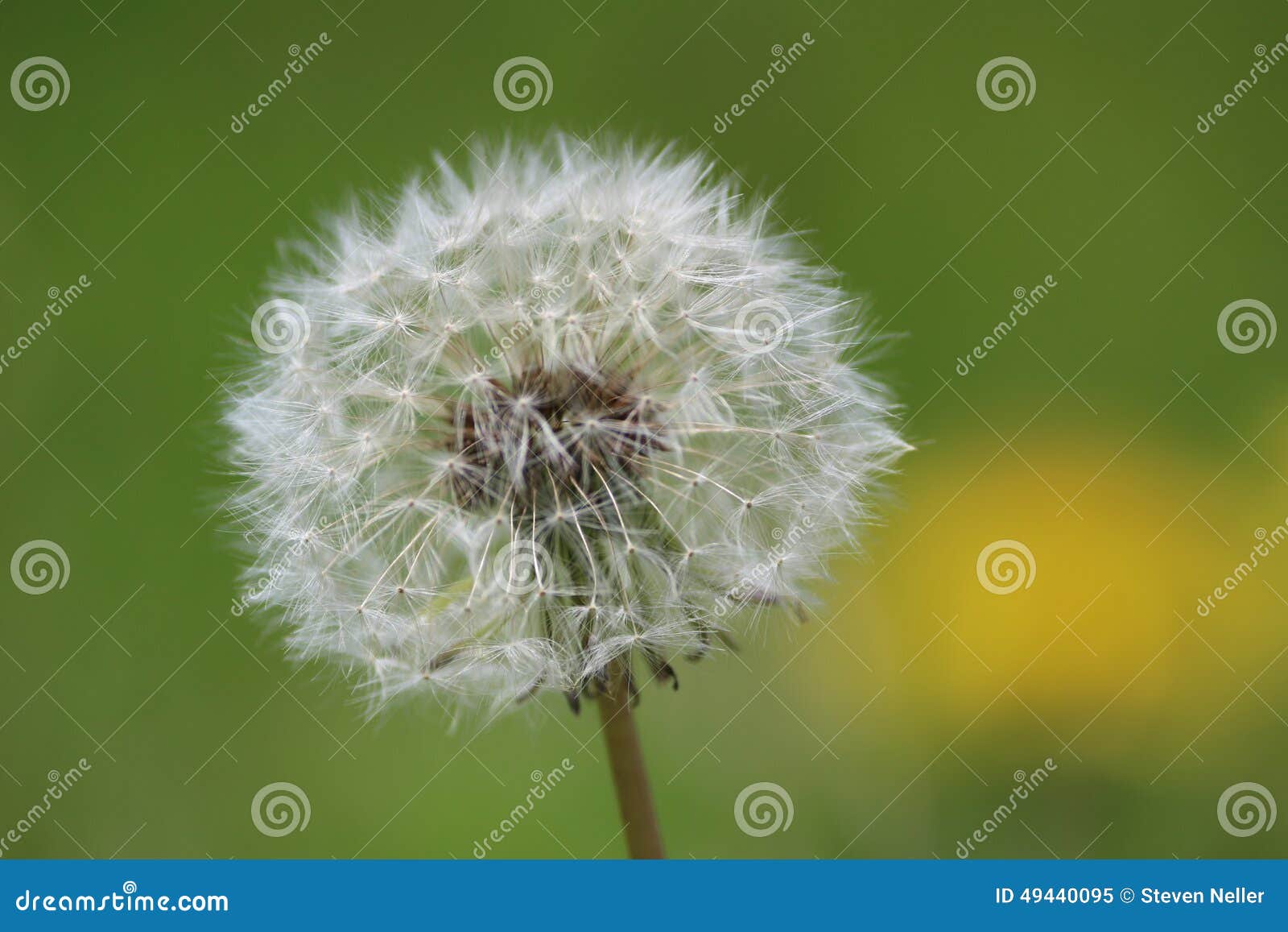 Dandelion seed stock image. Image of parachute, grey - 49440095