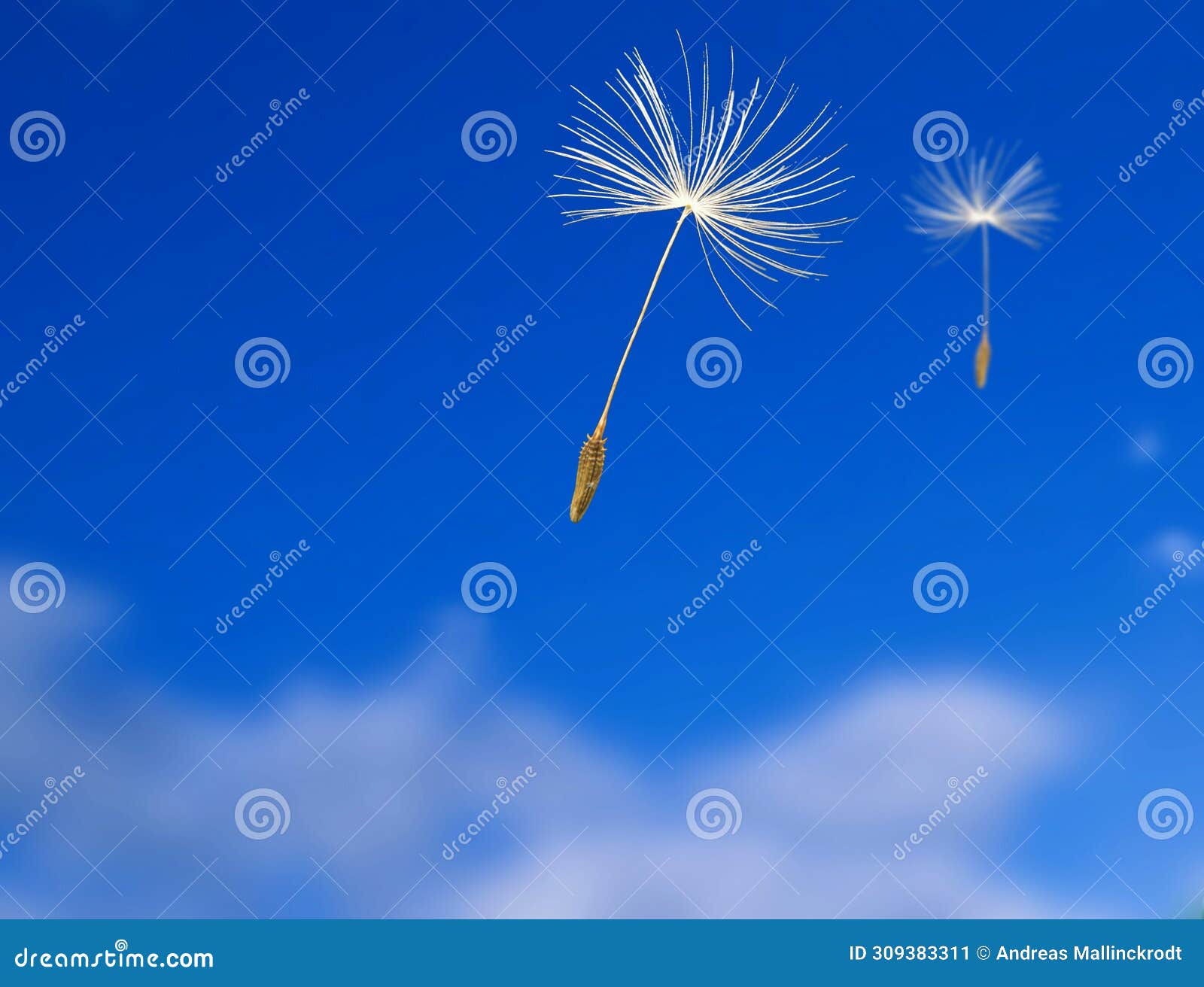 Dandelion Seed (Taraxacum Officinale) Stock Image - Image of floating ...