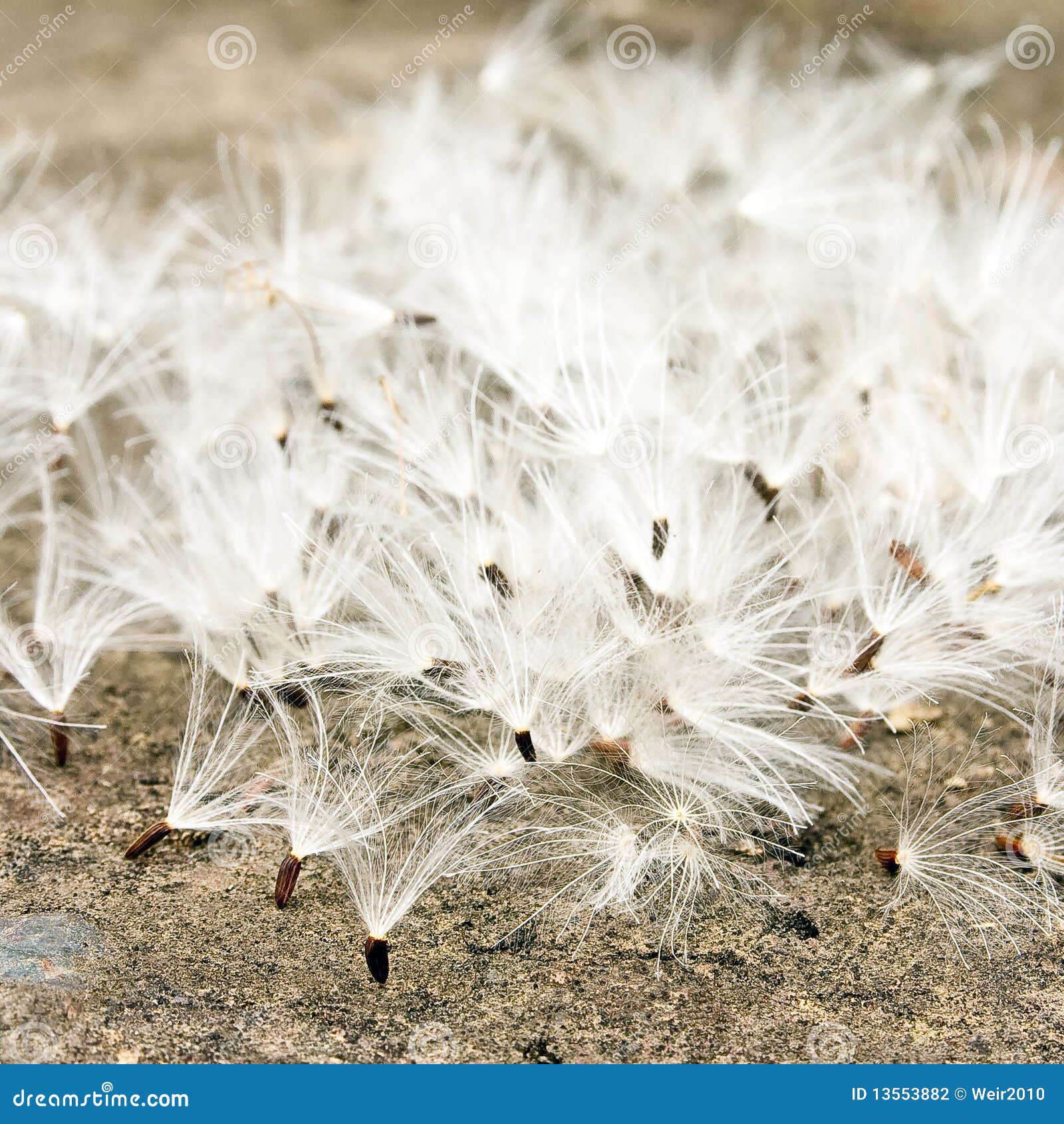 Dandelion seeds stock photo. Image of macro, seed, scatter - 13553882