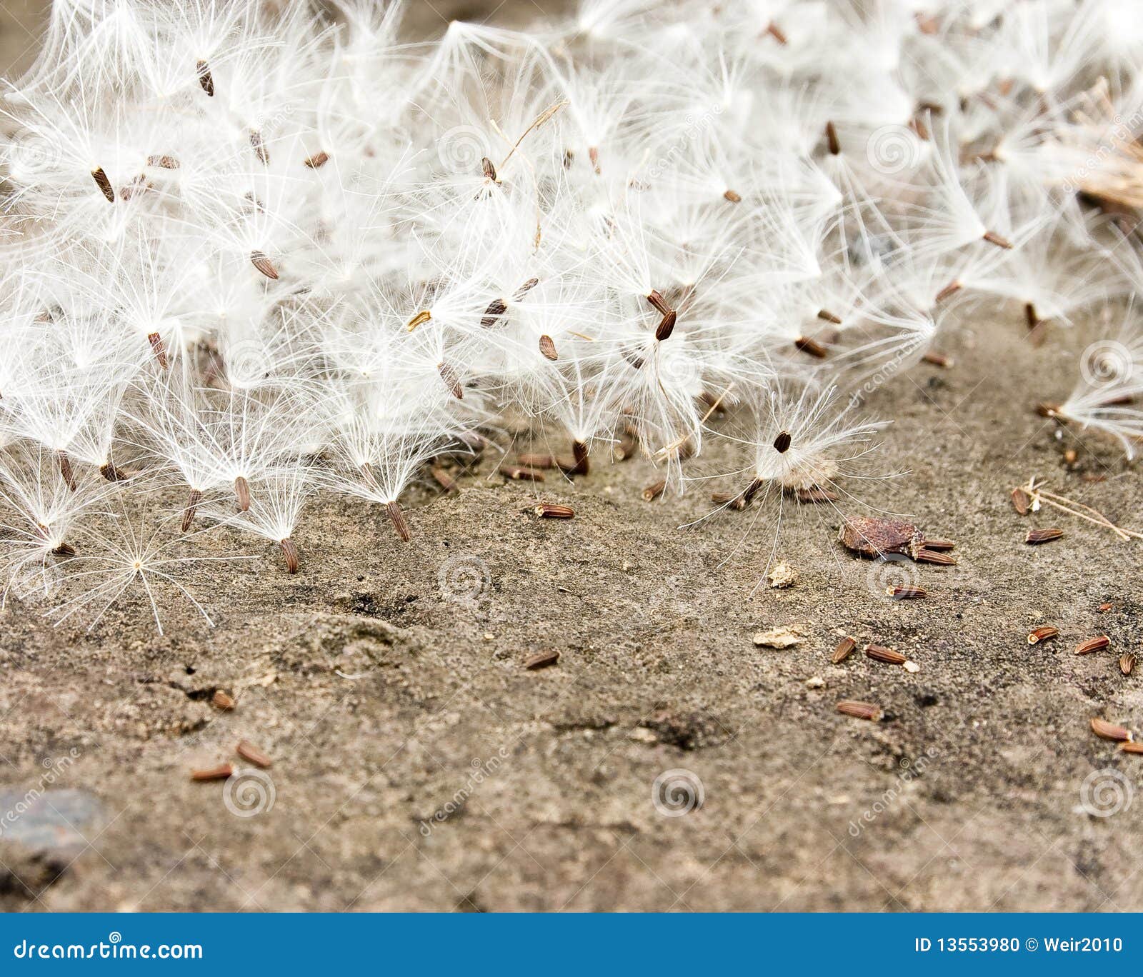 Dandelion seeds stock photo. Image of scattering, garden - 13553980