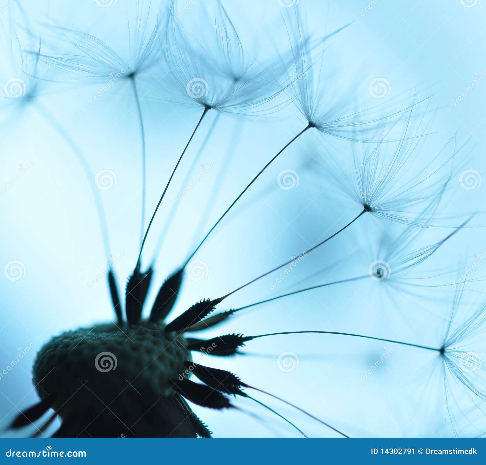Dandelion seeds stock image. Image of pattern, seed, background - 14302791