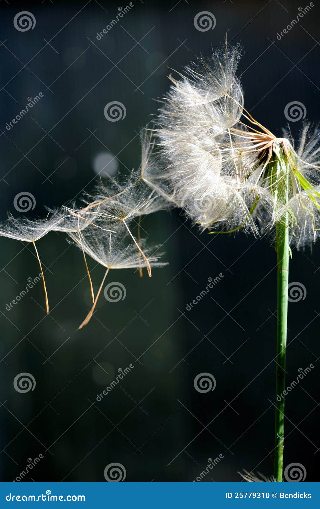 Dandelion Seeds stock photo. Image of breeze, nature - 25779310