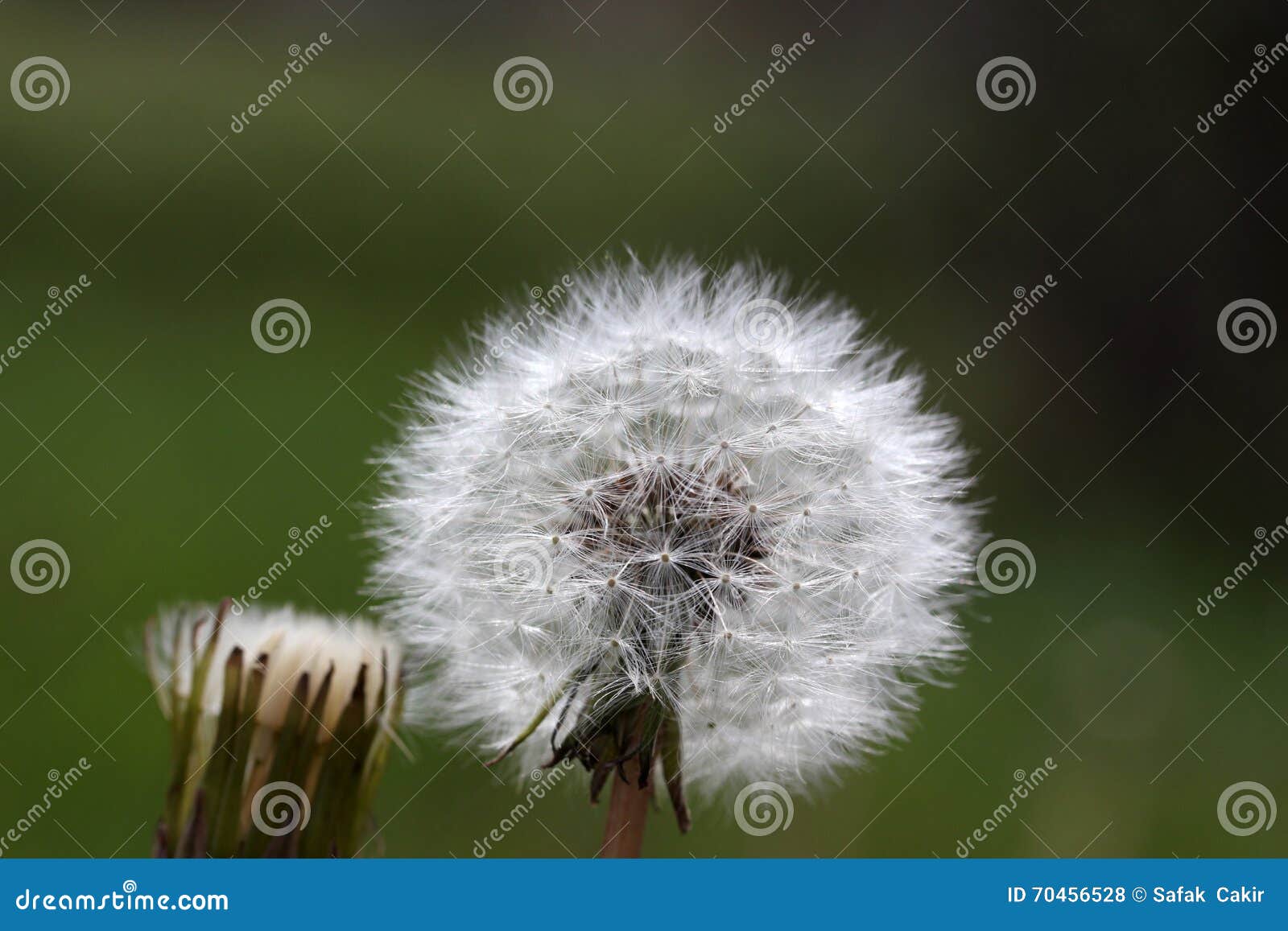 Dandelion Seeds Abstract Background. Stock Photo - Image of backgrounds ...