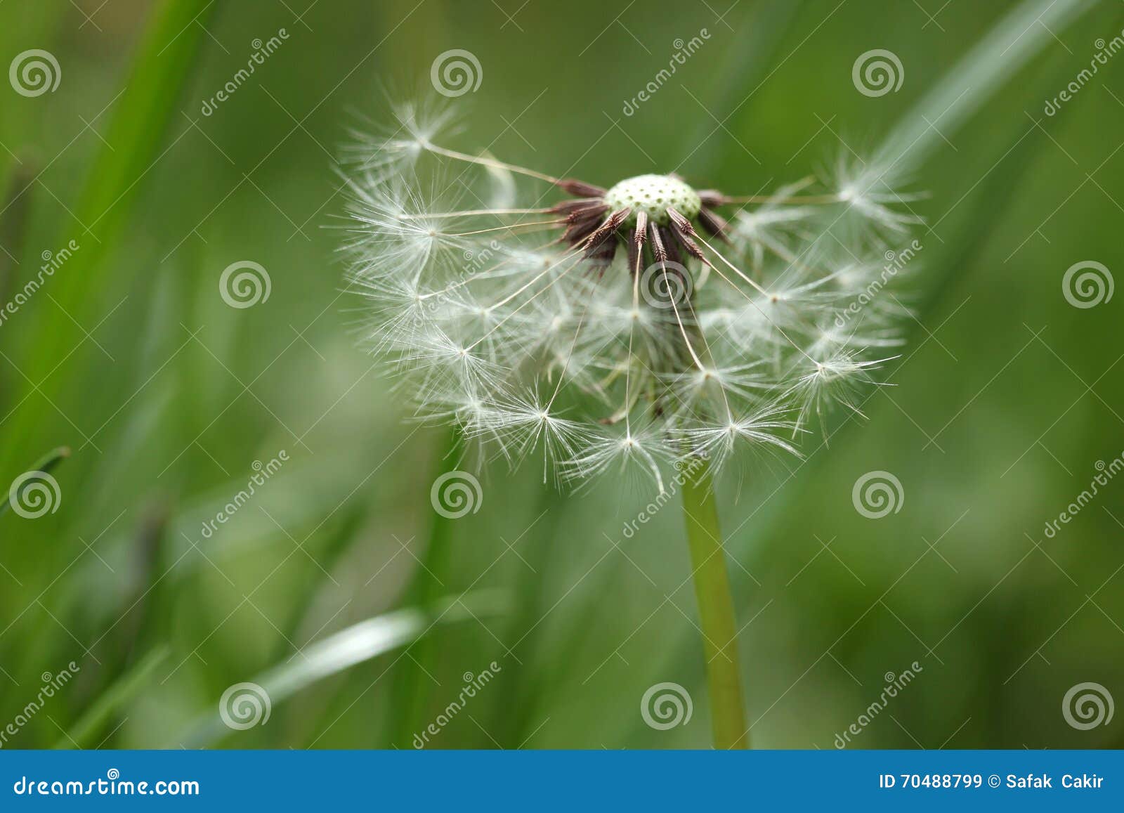 Dandelion Seeds Abstract Background. Stock Image - Image of blossom ...
