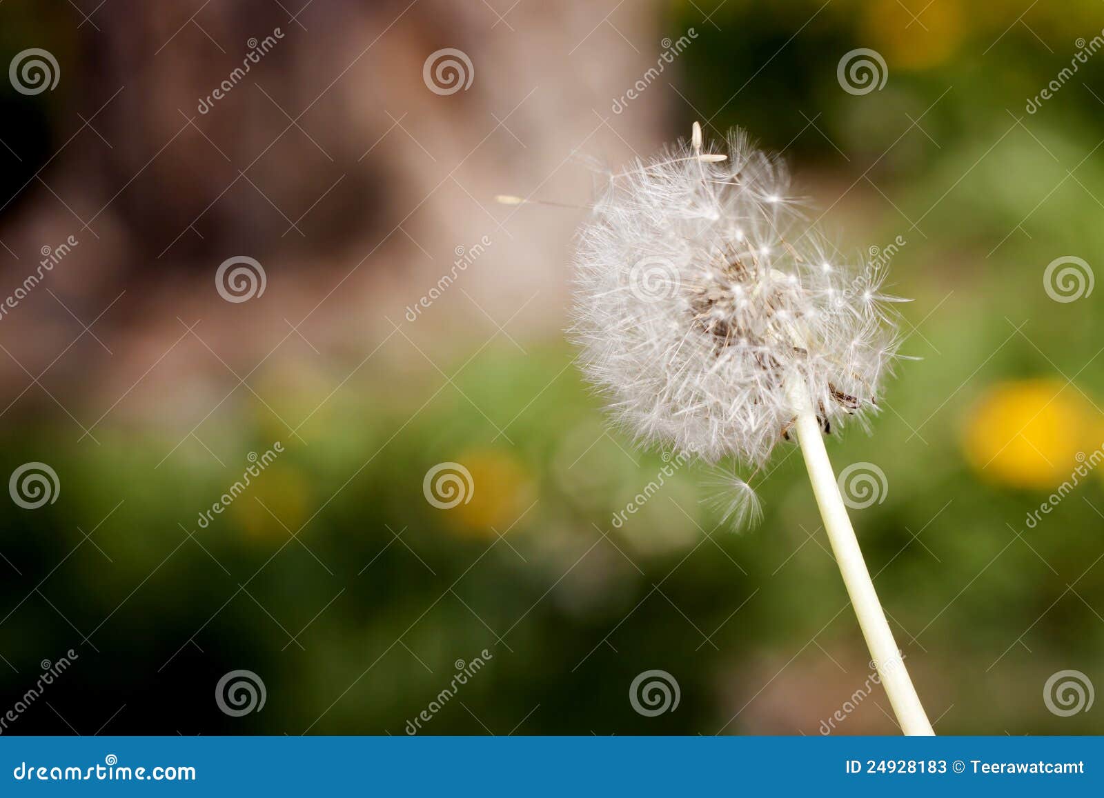 Dandelion seeds blowing stock image. Image of green, head - 24928183