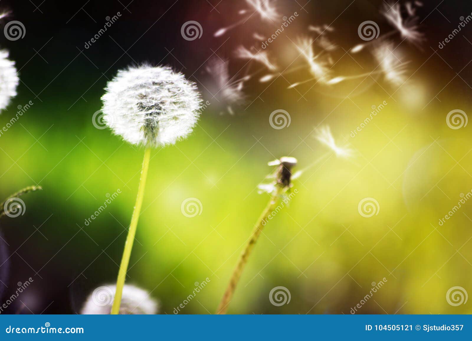 Dandelion Seeds Blowing Away, Concept of Freedom, Throw Off the ... Dandelion Seeds Blowing Away, Concept of Freedom, Throw Off the ...