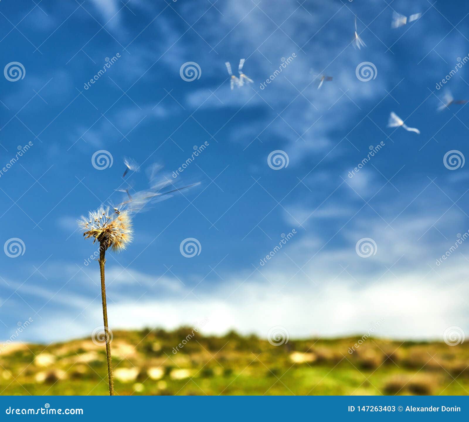 Dandelion with Seeds Blowing Away in the Wind Stock Image - Image of ...