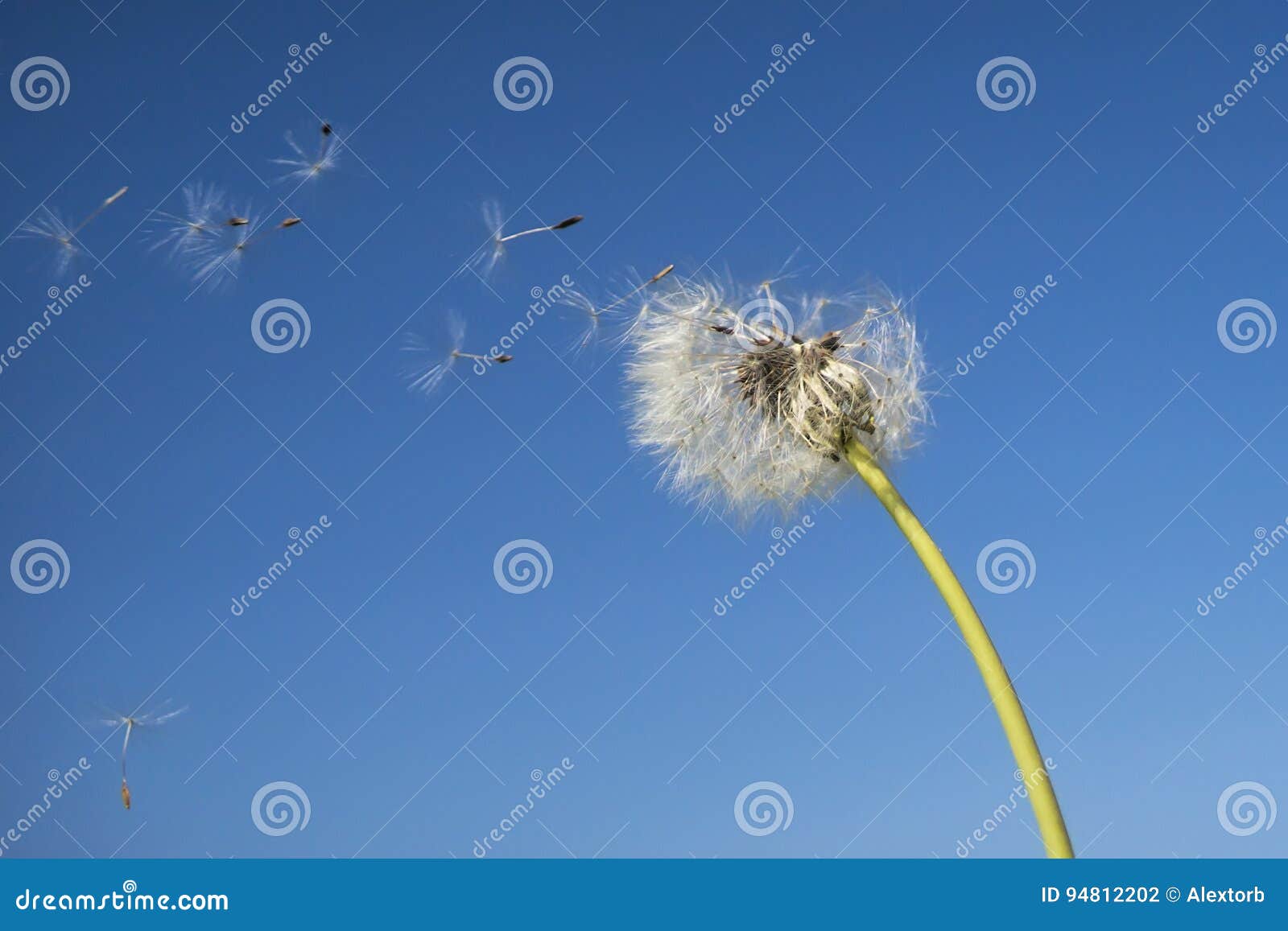 Dandelion with Seeds Blowing Away in the Wind Stock Photo - Image of ...