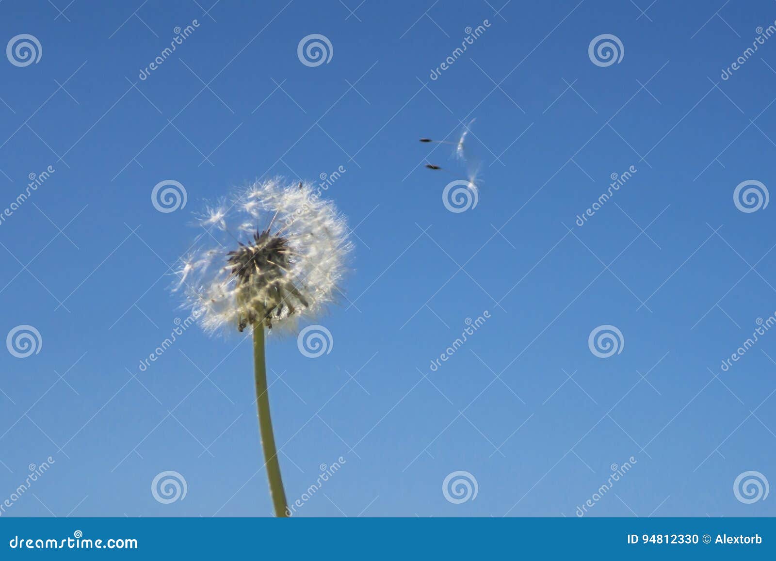 Dandelion with Seeds Blowing Away Stock Photo - Image of growth, blow ...