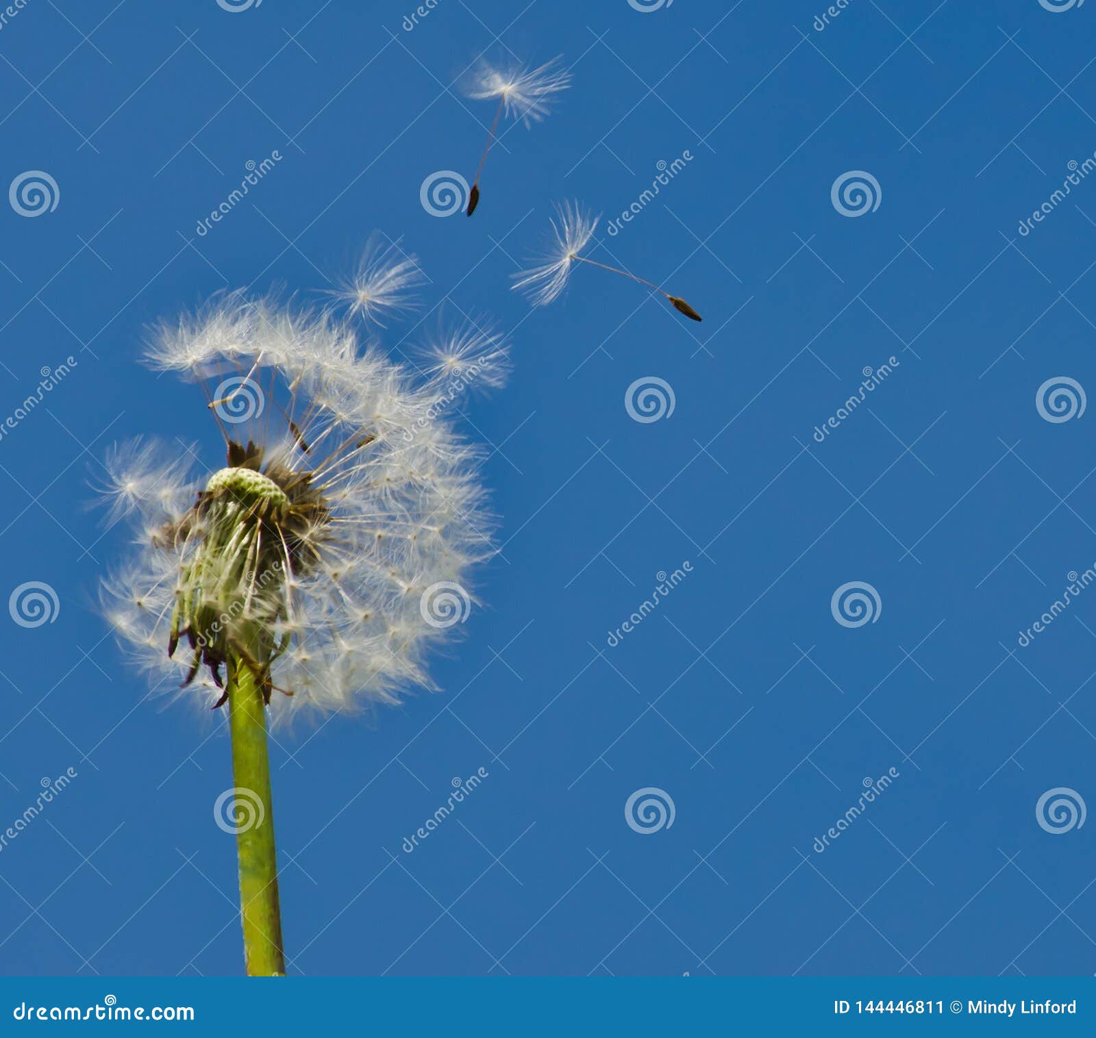 Dandelion Seeds Blowing in the Wind Stock Image - Image of dandelion ...