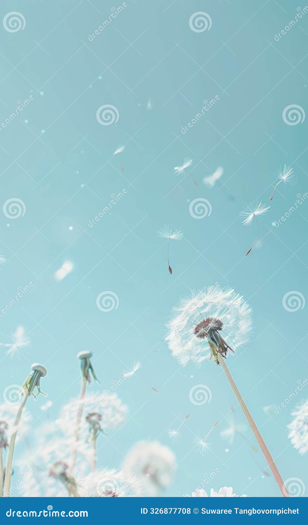 Dandelion Seeds Blowing in the Wind on Blue Sky Background Soft Pastel ...