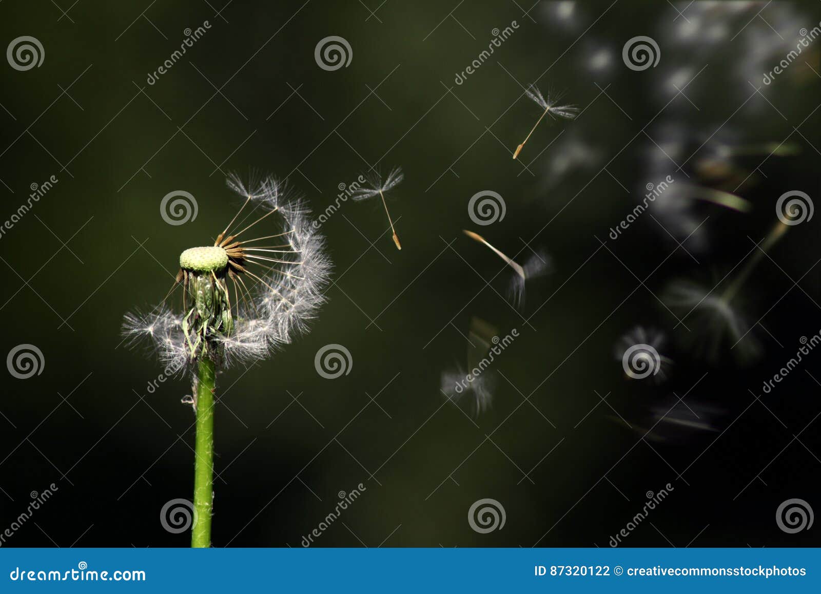 Dandelion Seeds Blowing In Wind Picture. Image: 87320122