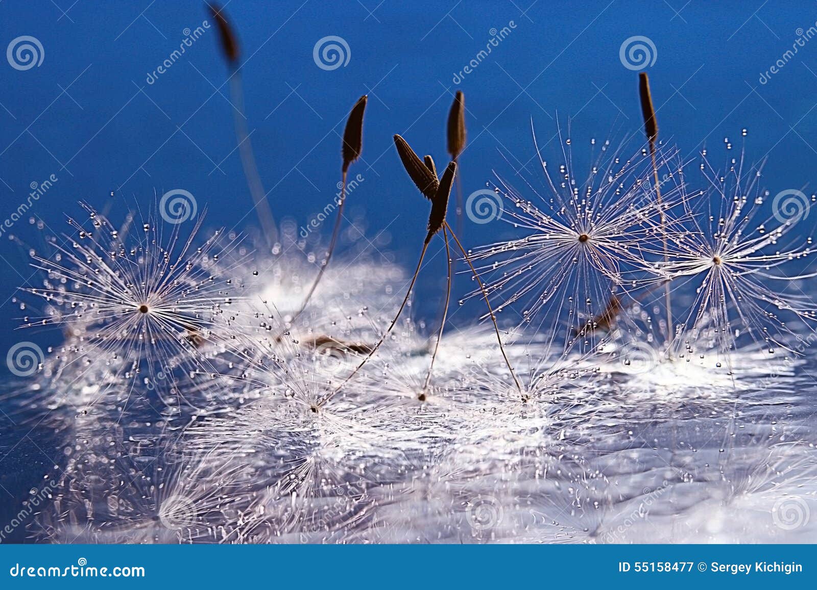 Dandelion Seeds on Blue Background Stock Image - Image of beauty ...