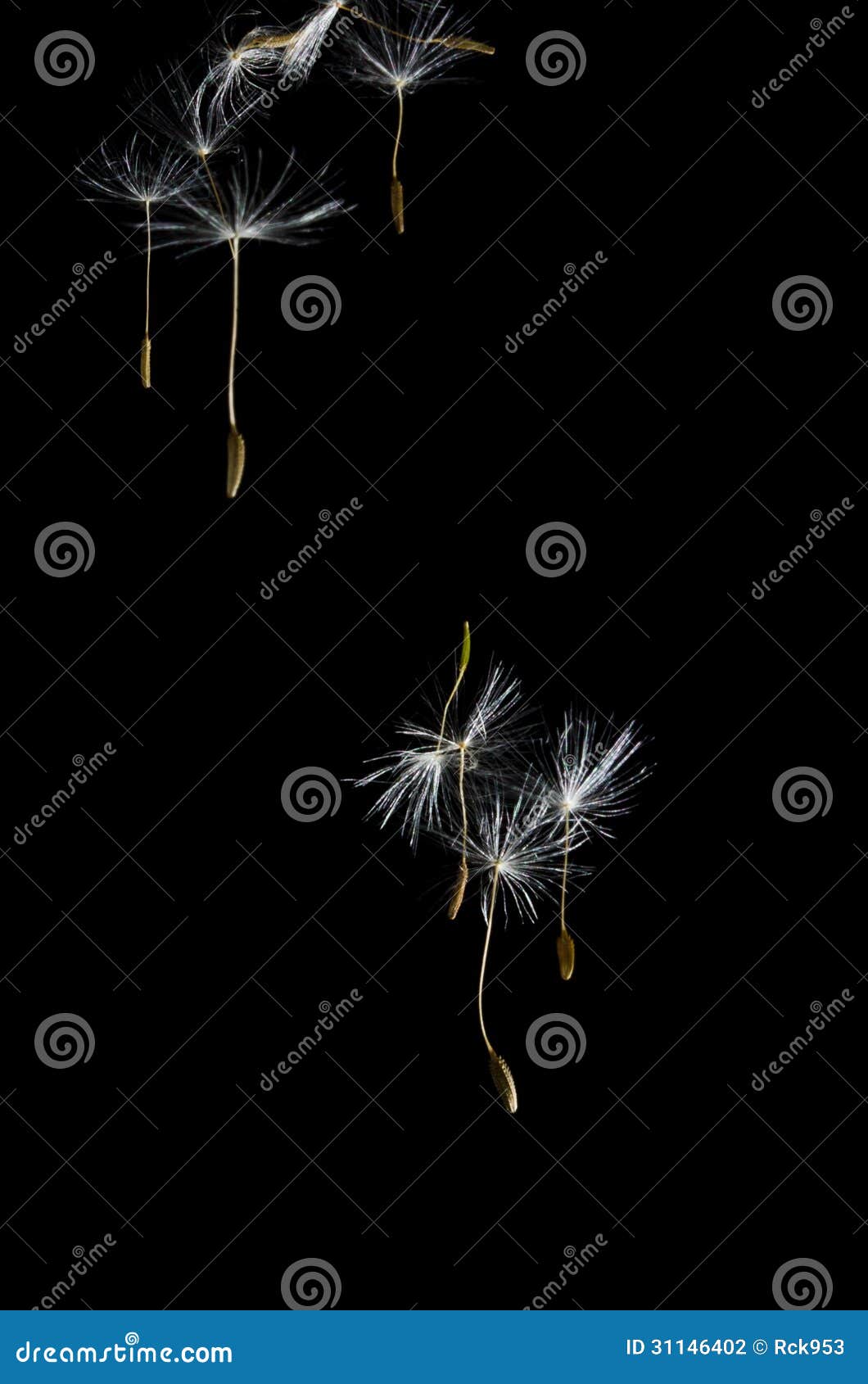 Dandelion Seeds Floating Free Stock Photo - Image of seeds, macro: 31146402