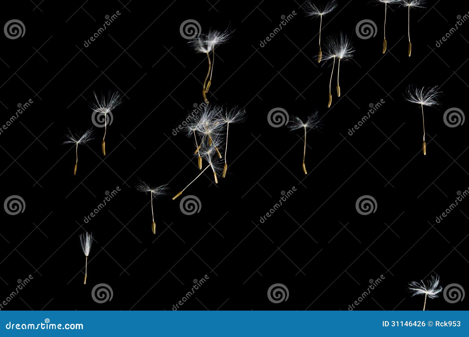 Dandelion Seeds Floating Free Stock Photo - Image of macro, nature ...