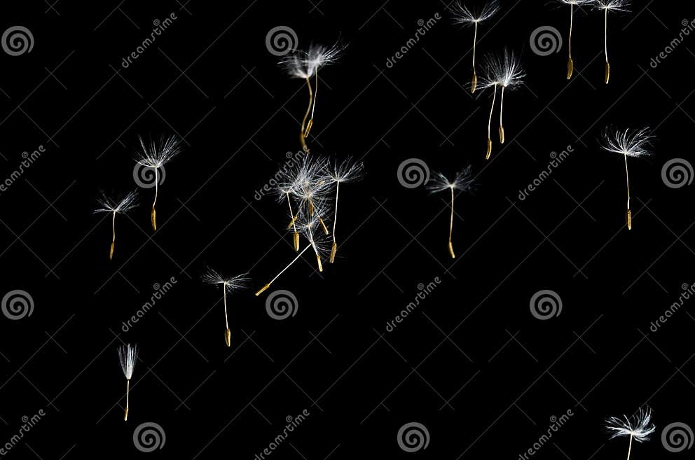 Dandelion Seeds Floating Free Stock Photo - Image of macro, nature ...