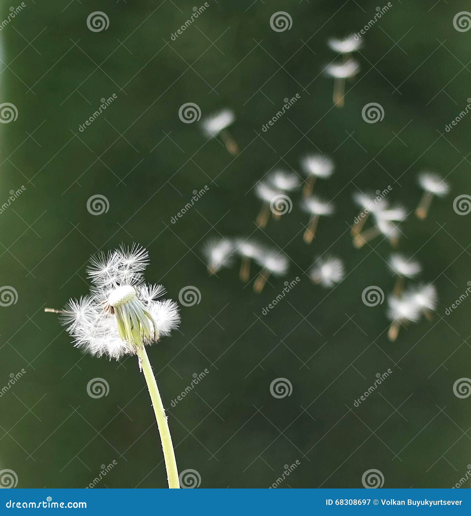 Dandelion Seeds Fly, Dandelion Fly, Seed Fly, Seeds Fly Stock Image ...