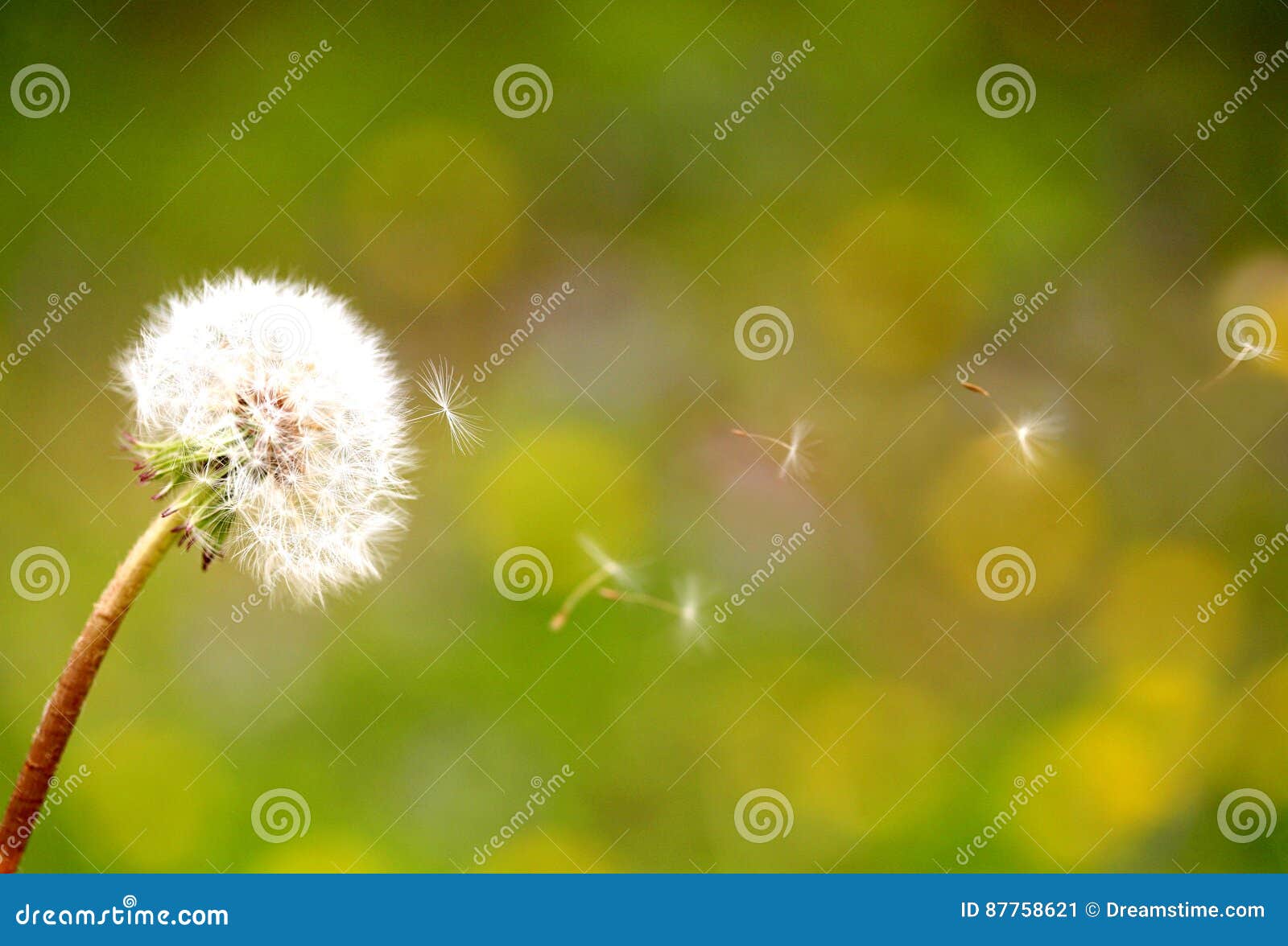 Dandelion seeds stock image. Image of blow, liberty, dandelion - 87758621