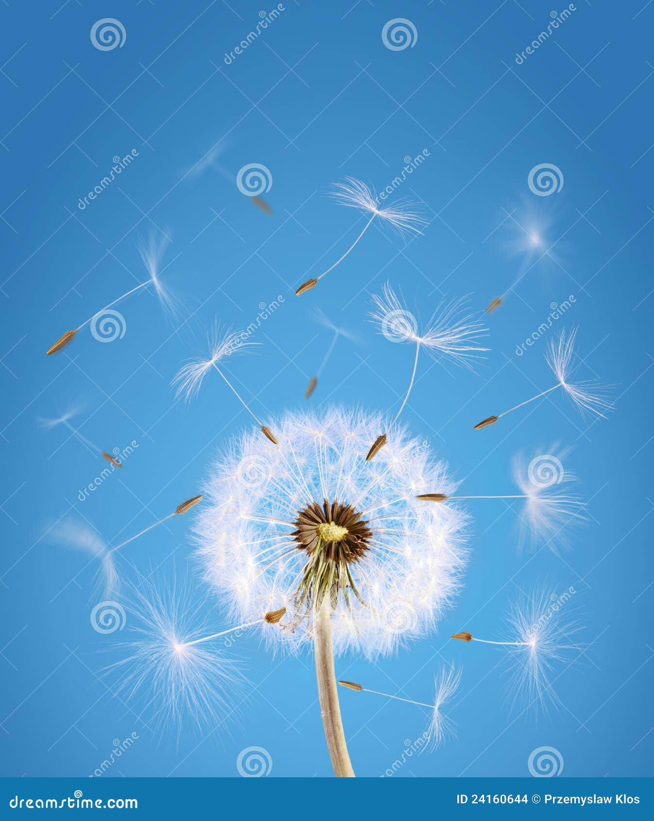 Dandelion Seeds Flying Away With The Wind Stock Photo - Image of rural ...