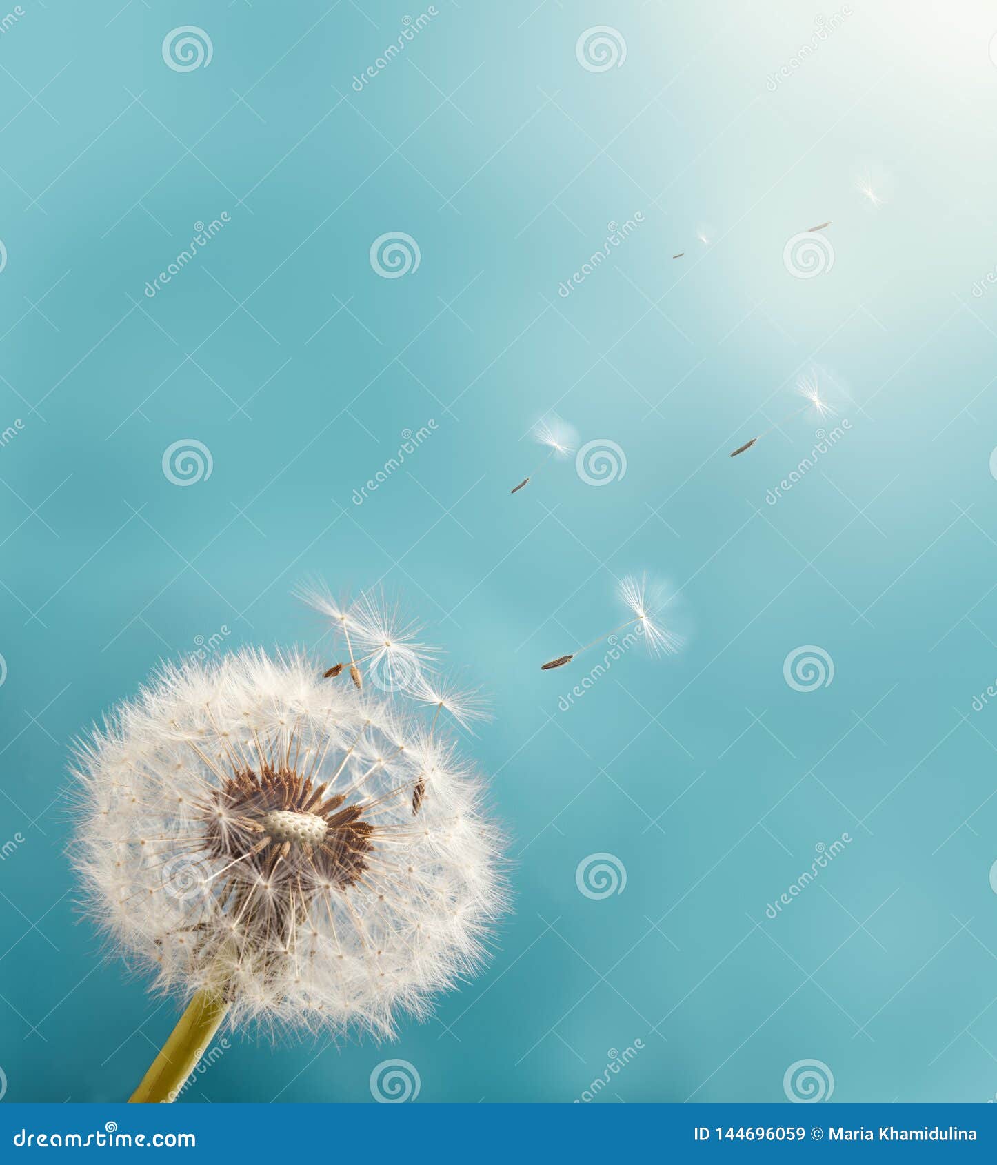Dandelion with Seeds Flying into the Sky. Stock Image - Image of wind ...