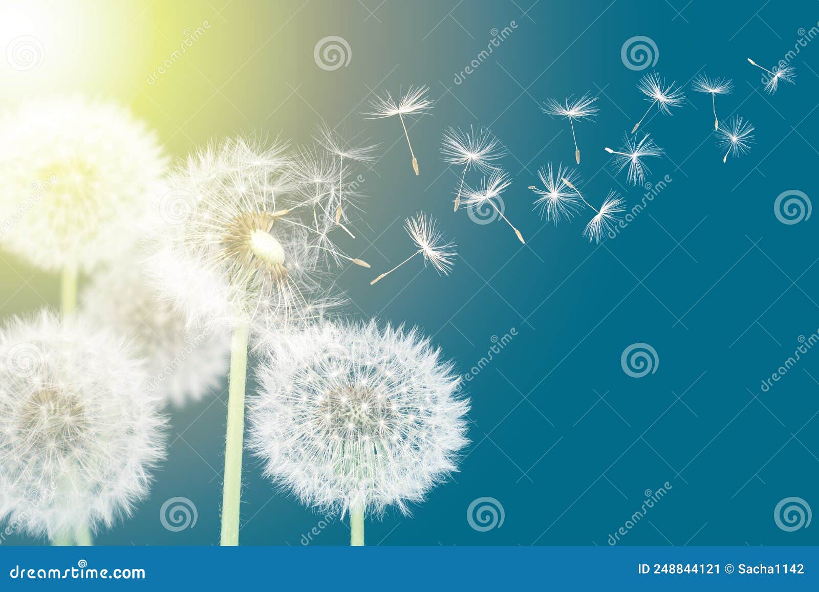 Dandelion Seeds Flying at Sunset. White Dandelions on Blue Background ...