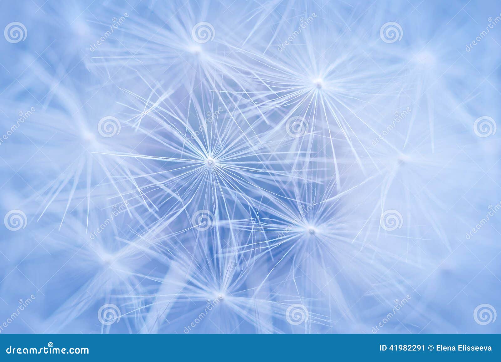 Dandelion seeds stock image. Image of closeup, background - 41982291