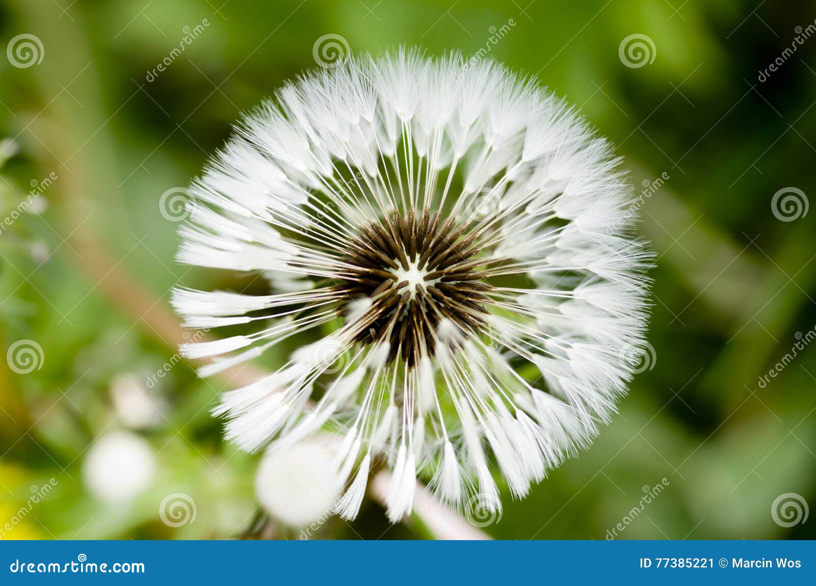 Dandelion Seeds on Green Background Stock Image - Image of seed ...