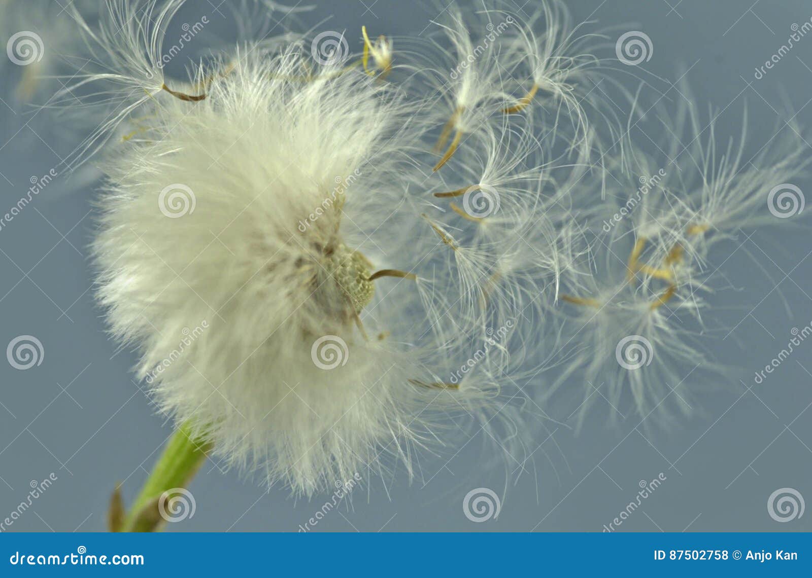 Dandelion seeds stock photo. Image of white, blue, growth - 87502758