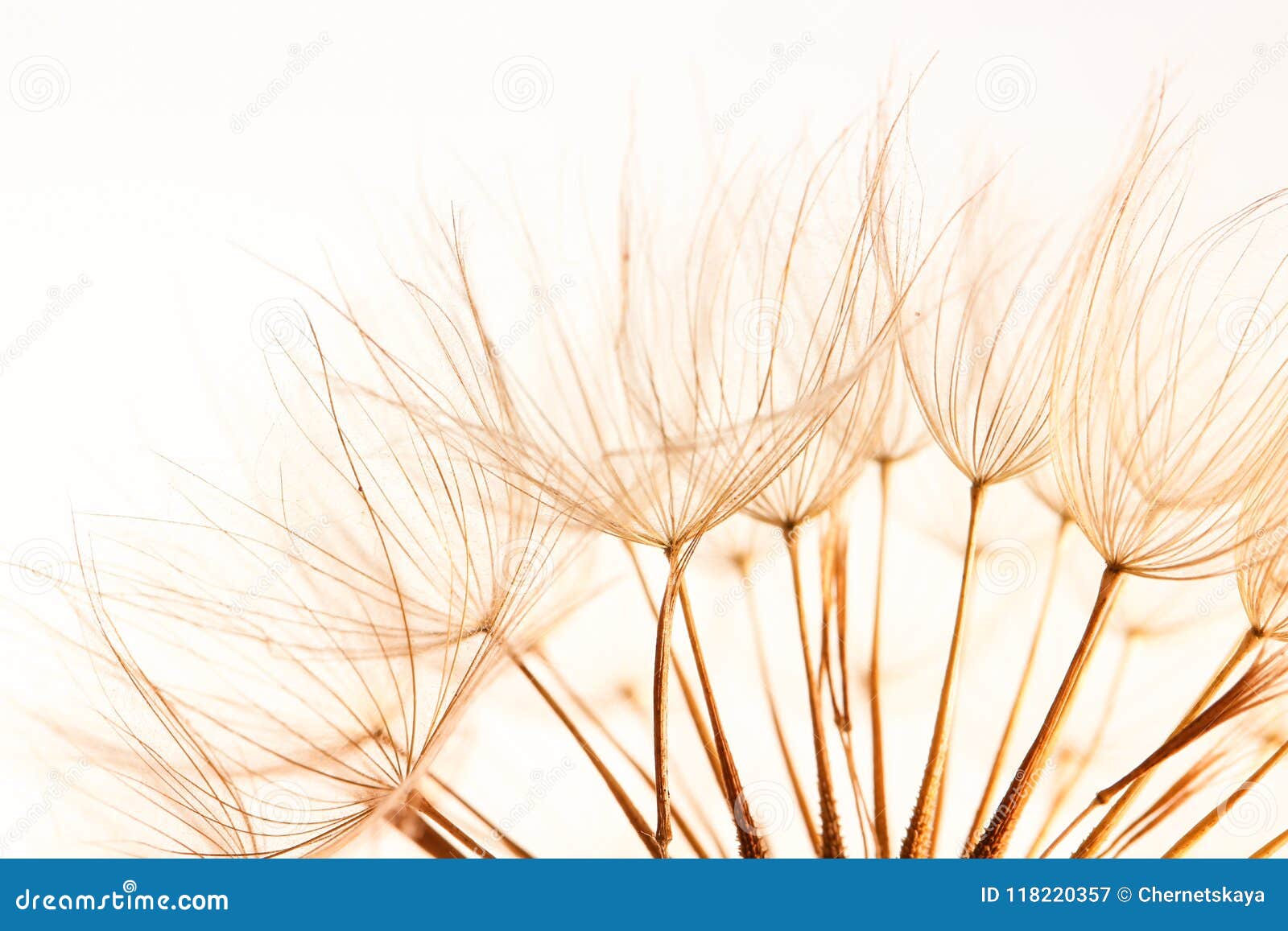 Dandelion Seeds on Light Background Stock Image - Image of fragile ...