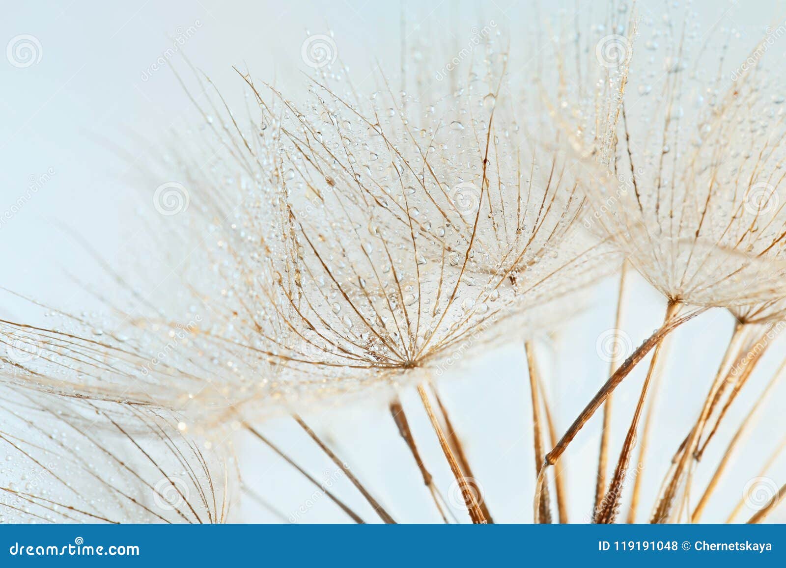 Dandelion Seeds on Light Background Stock Photo - Image of blooming ...
