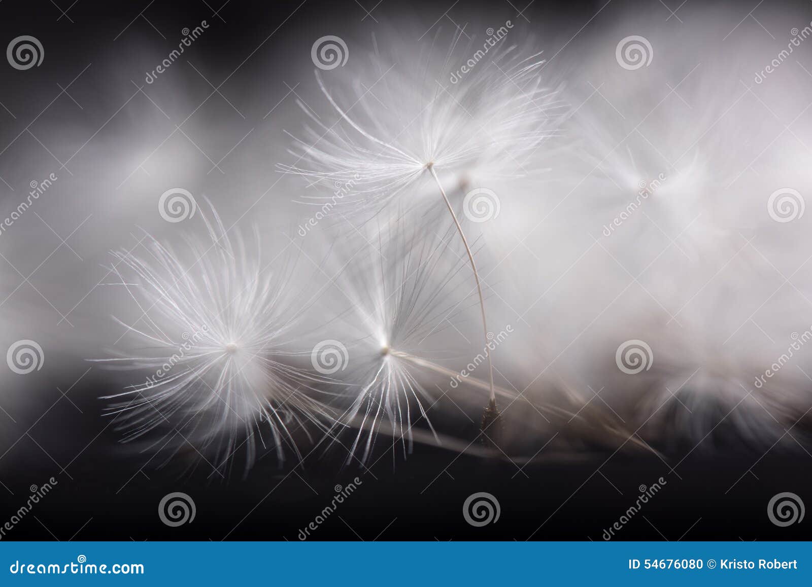 Dandelion seeds. stock photo. Image of growth, floral - 54676080