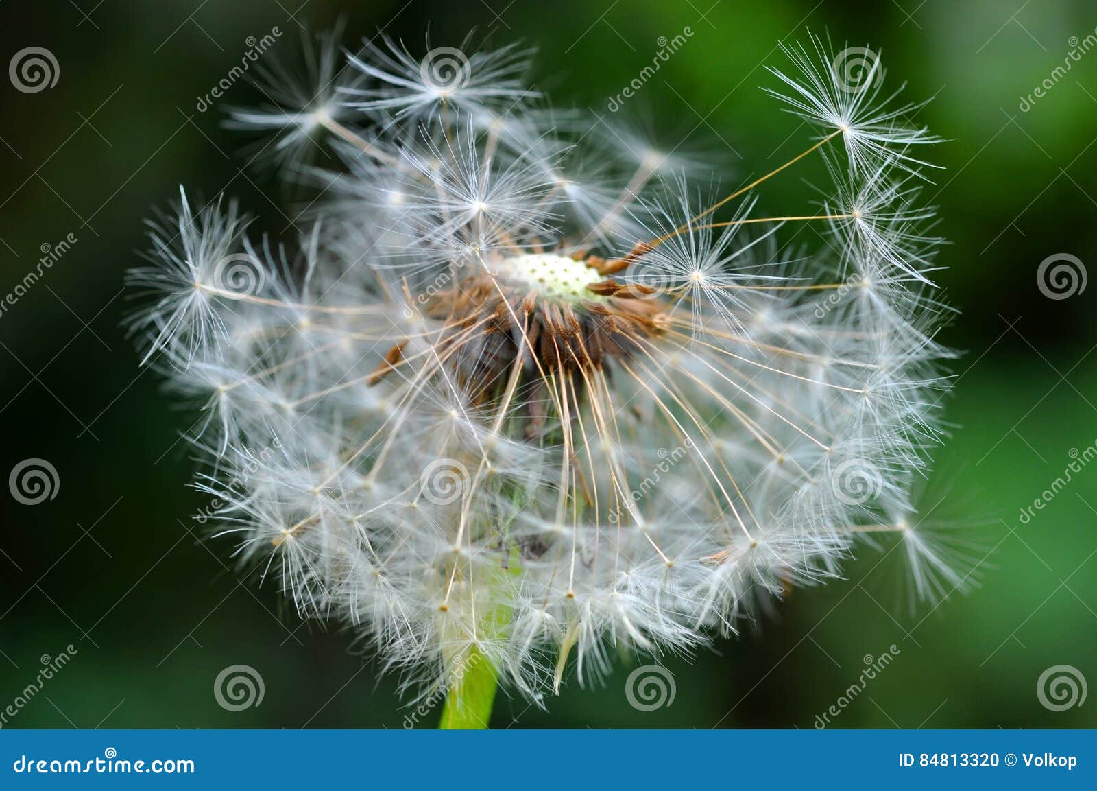 Dandelion Seeds Over Nature Background Stock Photo - Image of ...