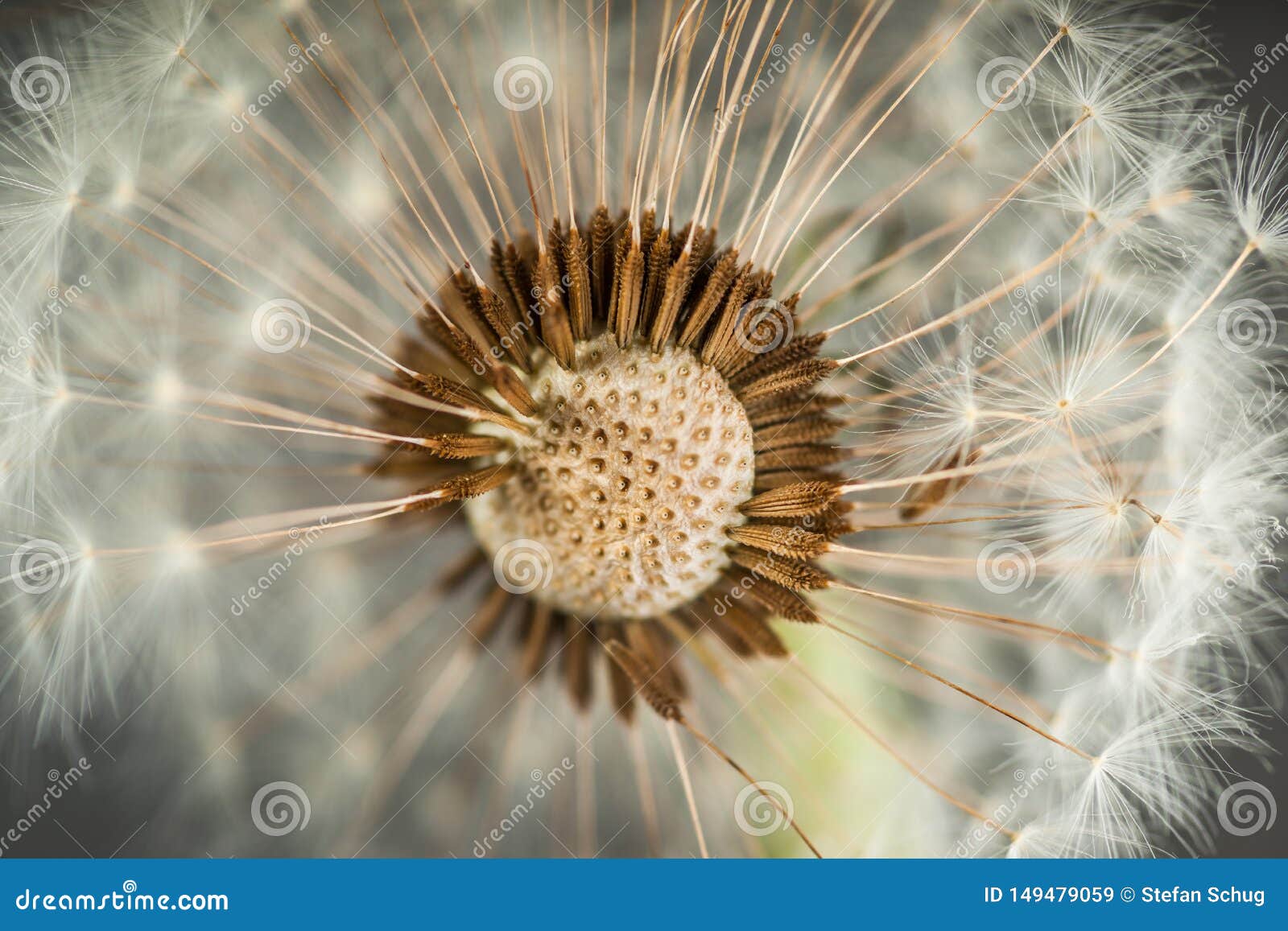 Dandelion Seeds in the Pod - Close-Up Stock Image - Image of herbal ...