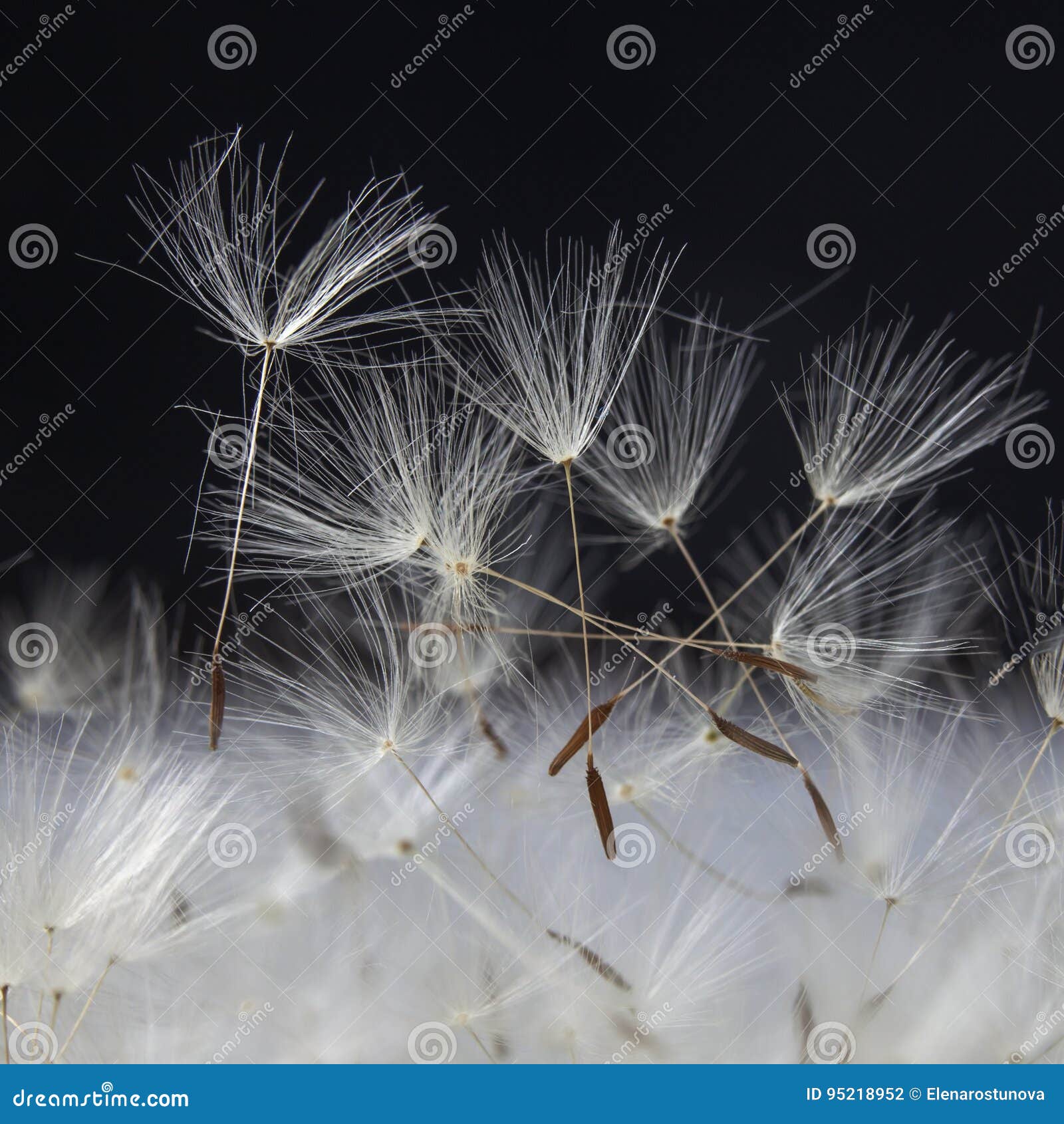 The Dandelion With Seeds Ready For Dispersal Isolated On Black ...
