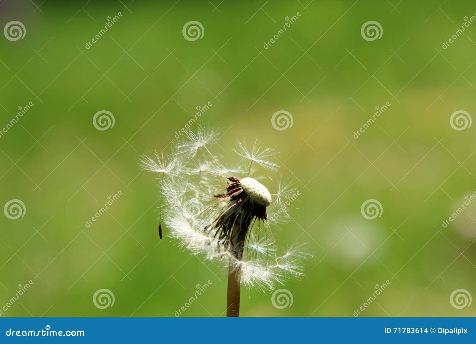 Dandelion seeds stock photo. Image of march, flower, spring - 71783614