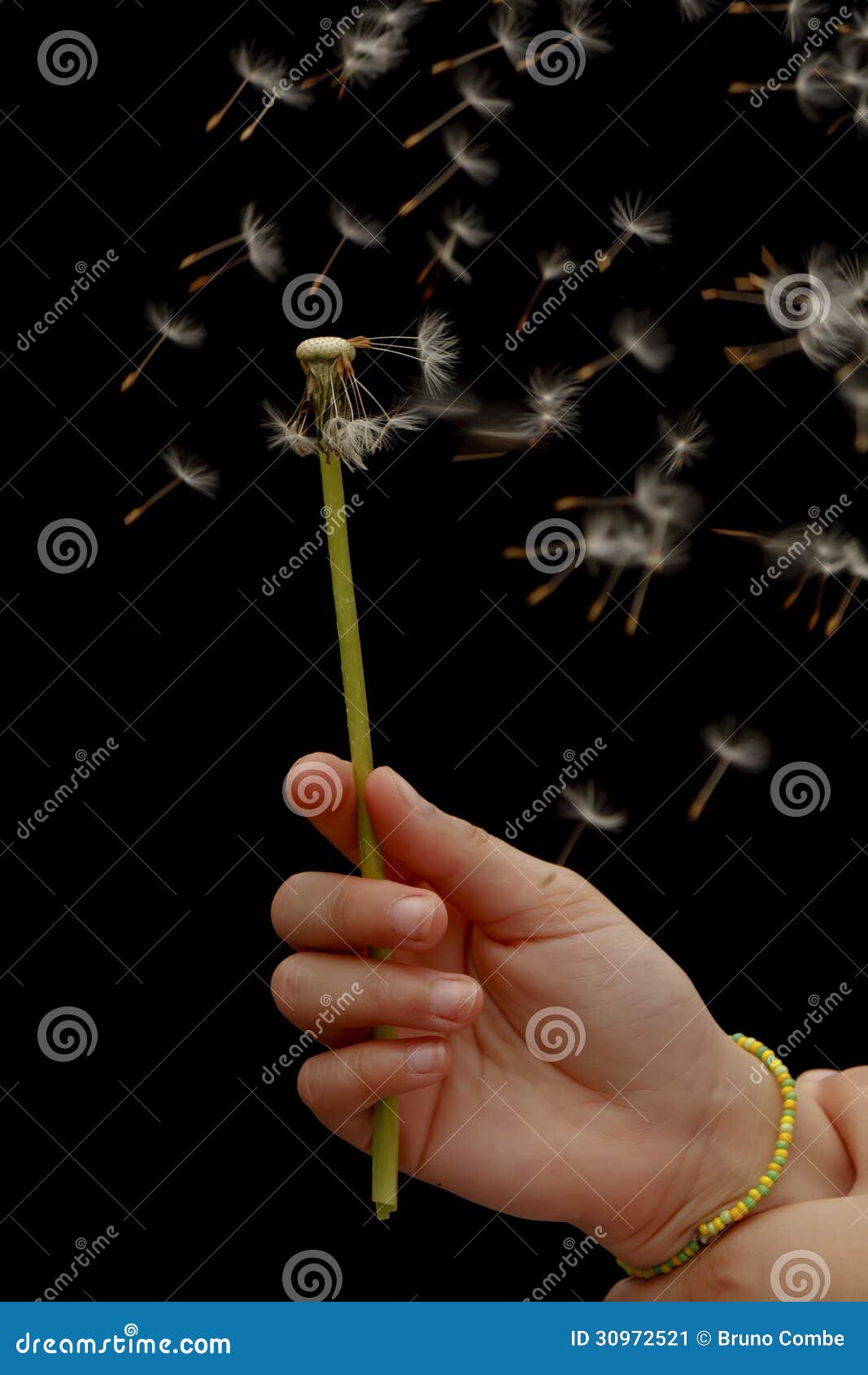 Dandelion seeds and wind stock image. Image of seed, dandelion - 30972521