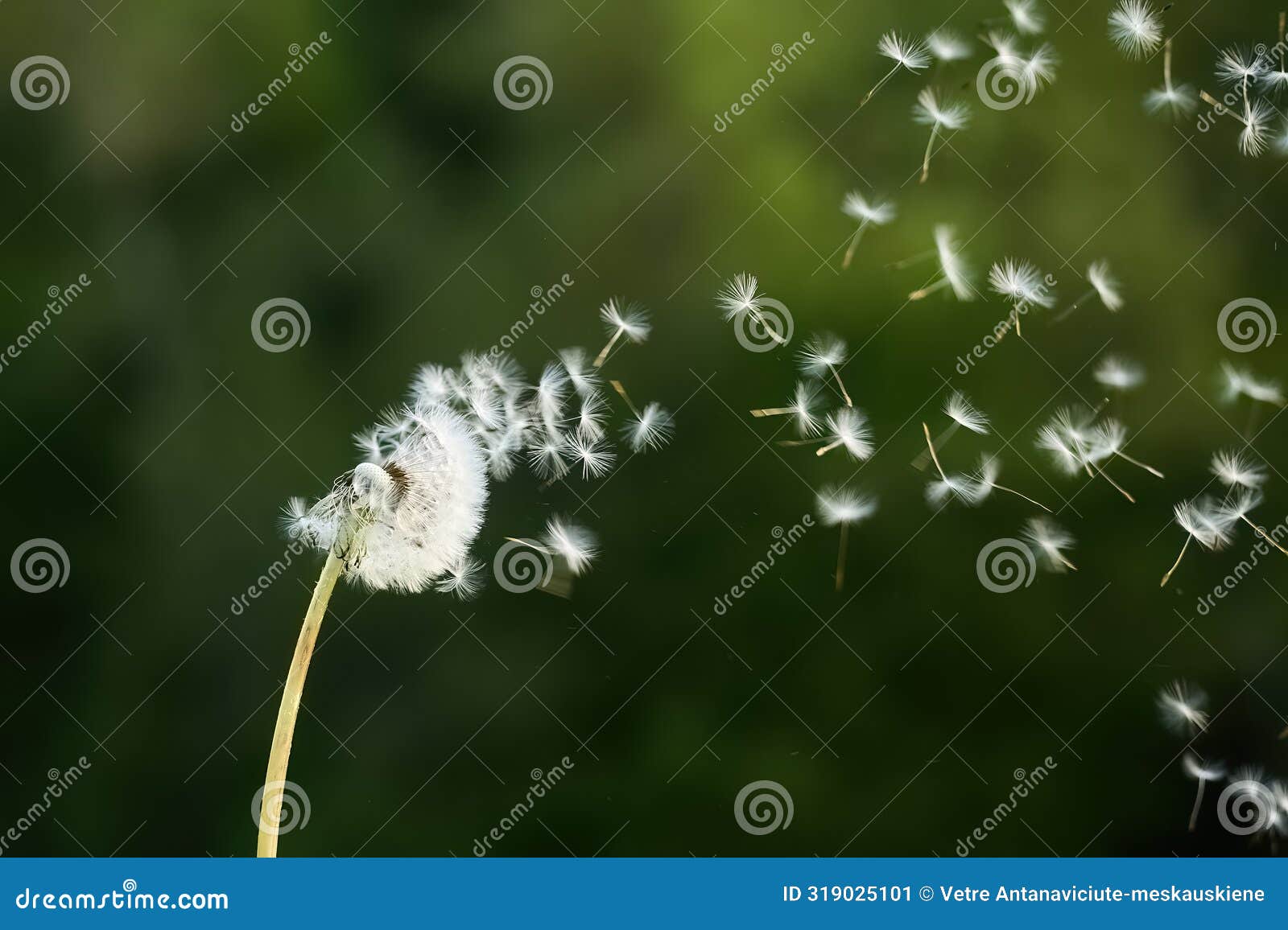 Dandelion Seeds in the Wind Stock Image - Image of pollen, plant: 319025101