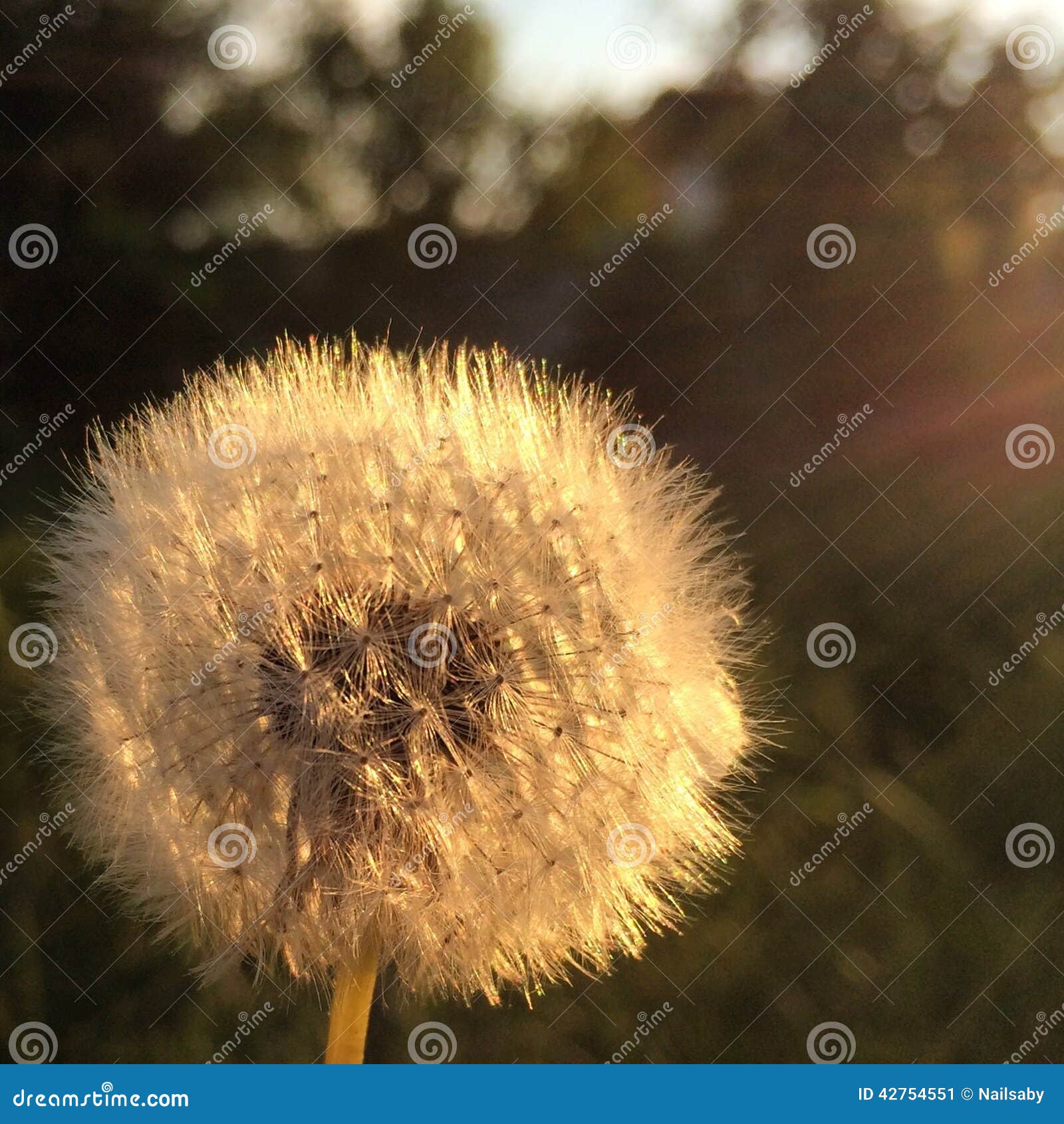 Dandelion in the Setting Sun Stock Image - Image of green, blowing ...