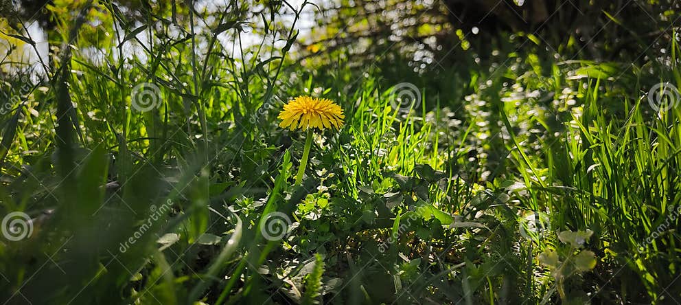 Dandelion in the Shade of a Tree, Surrounded by Grass Stock Image - Image of surrounded, tree ...