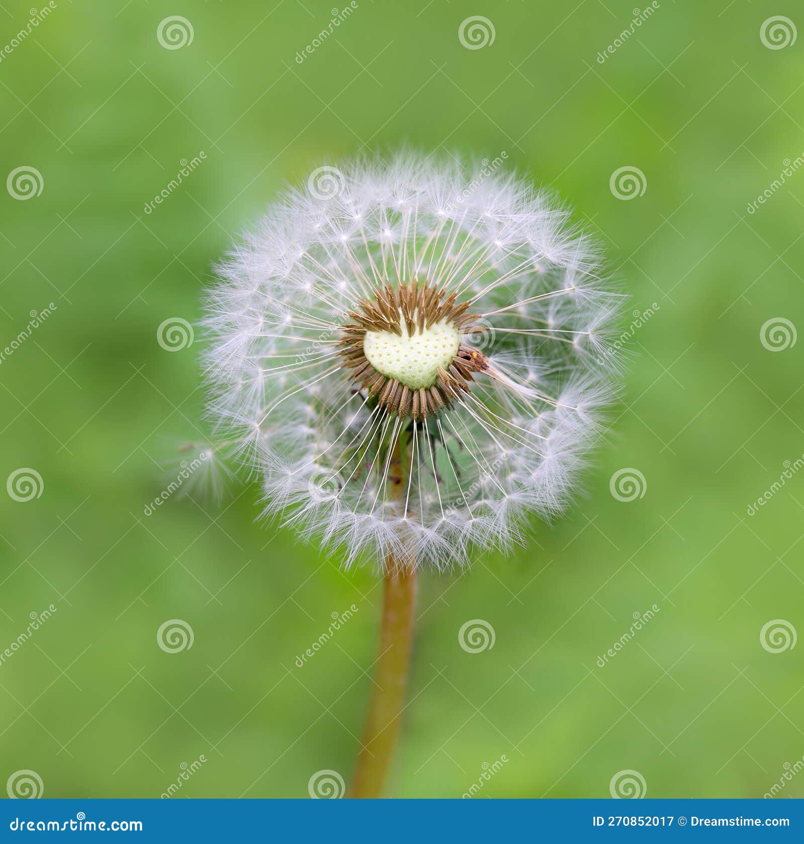 Dandelion Flowers in Shape of a Heart Stock Image - Image of blinking ...